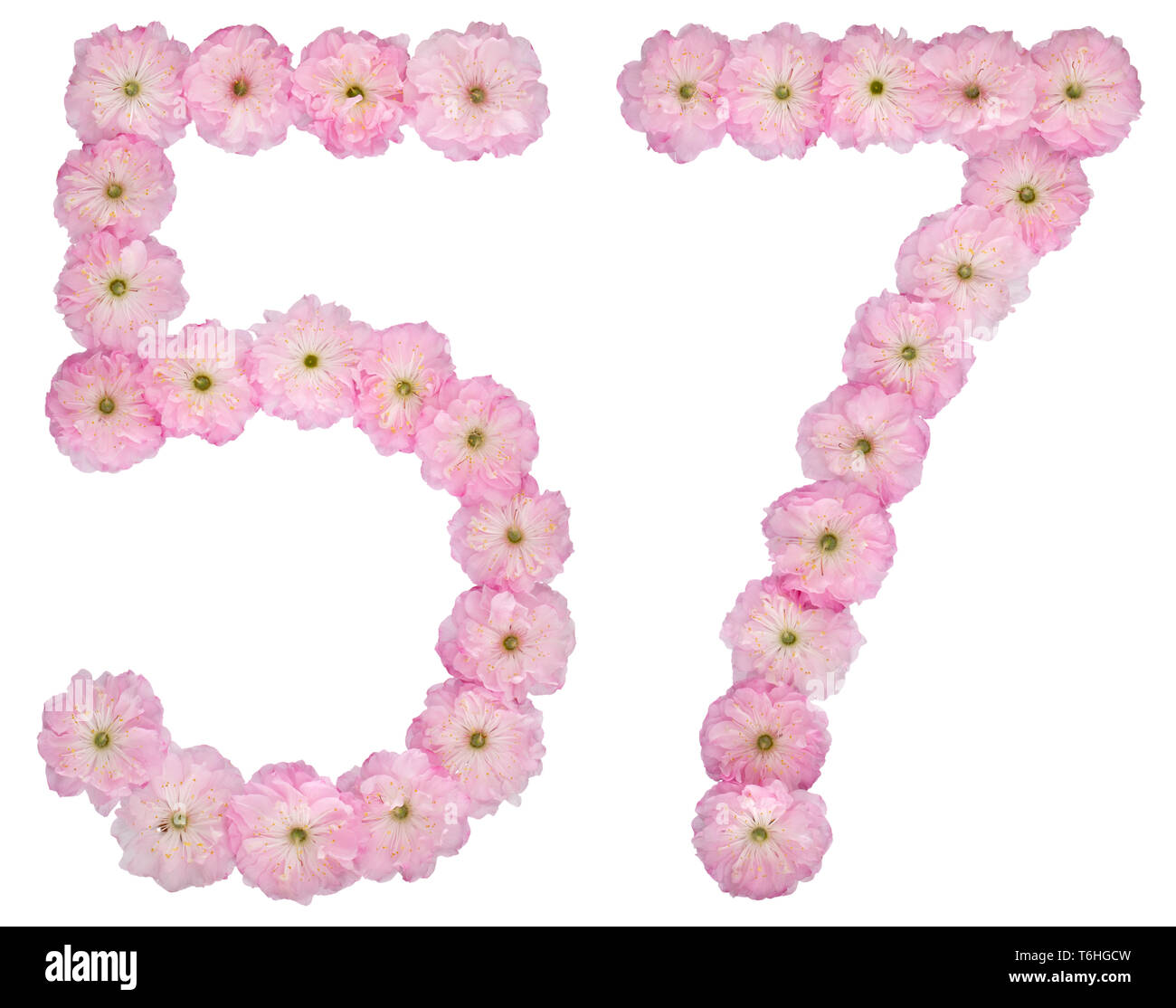 Numeral 57, fifty seven, from natural pink flowers of almond tree ...