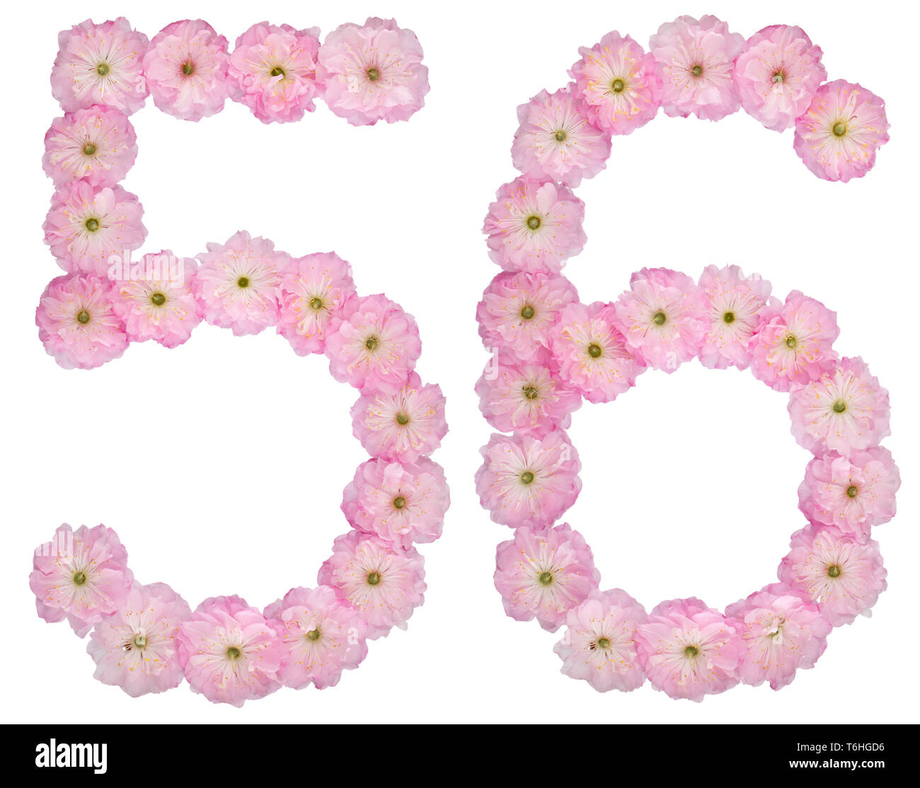 Numeral 56, fifty six, from natural pink flowers of almond tree ...