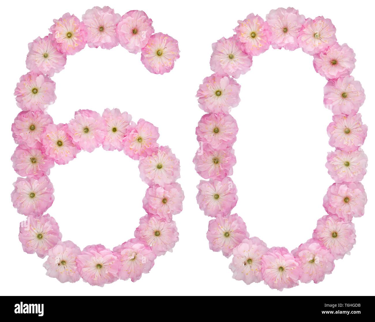 Numeral 60, sixty, from natural pink flowers of almond tree, isolated ...