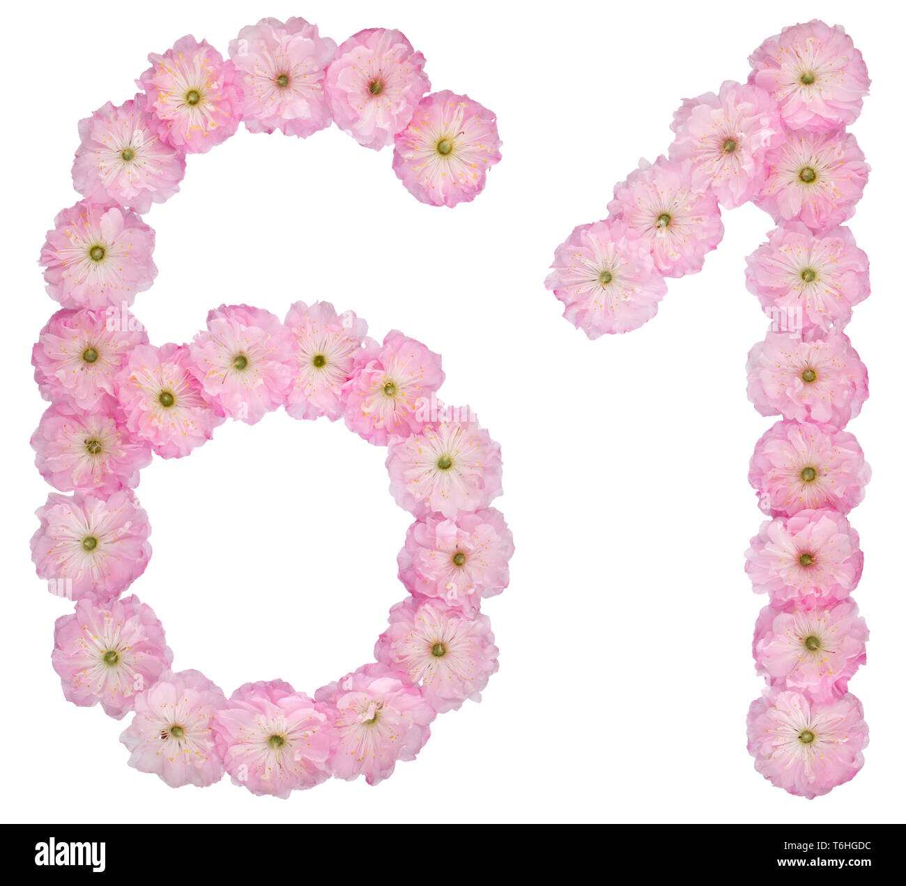 Numeral 61, sixty one, from natural pink flowers of almond tree ...