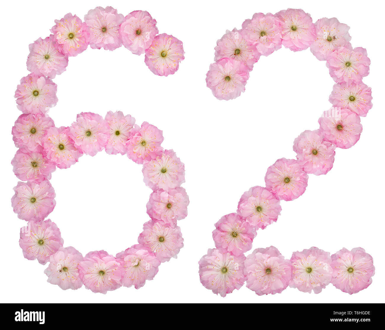 Numeral 62, sixty two, from natural pink flowers of almond tree ...