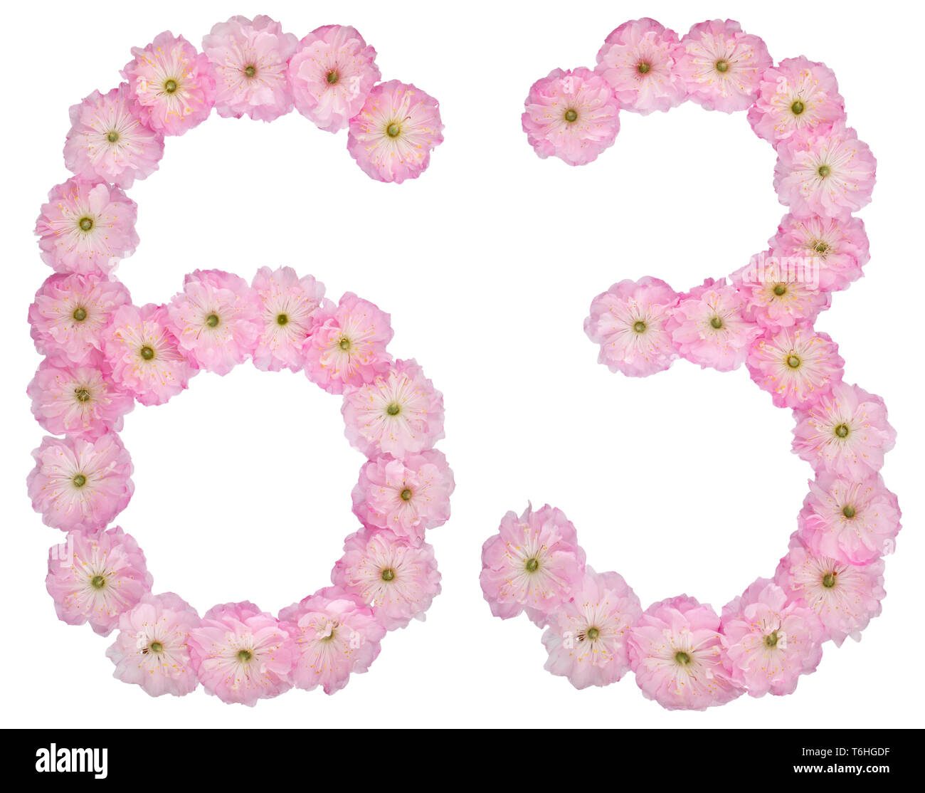 Numeral 63, sixty three, from natural pink flowers of almond tree ...