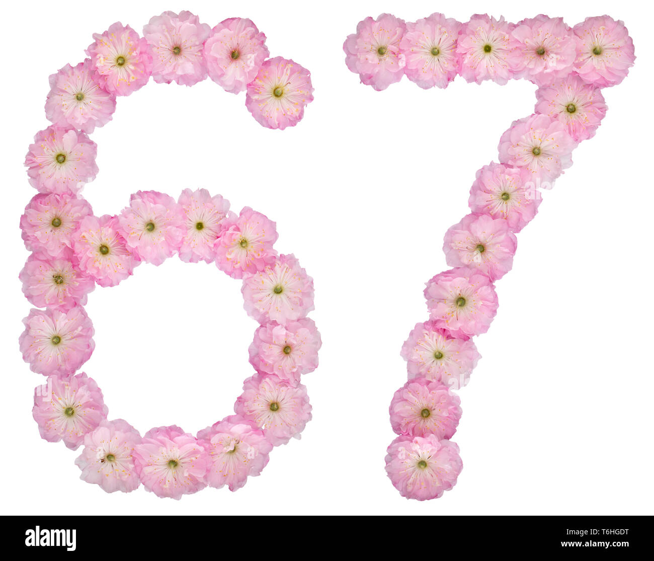 Numeral 67, sixty seven, from natural pink flowers of almond tree ...