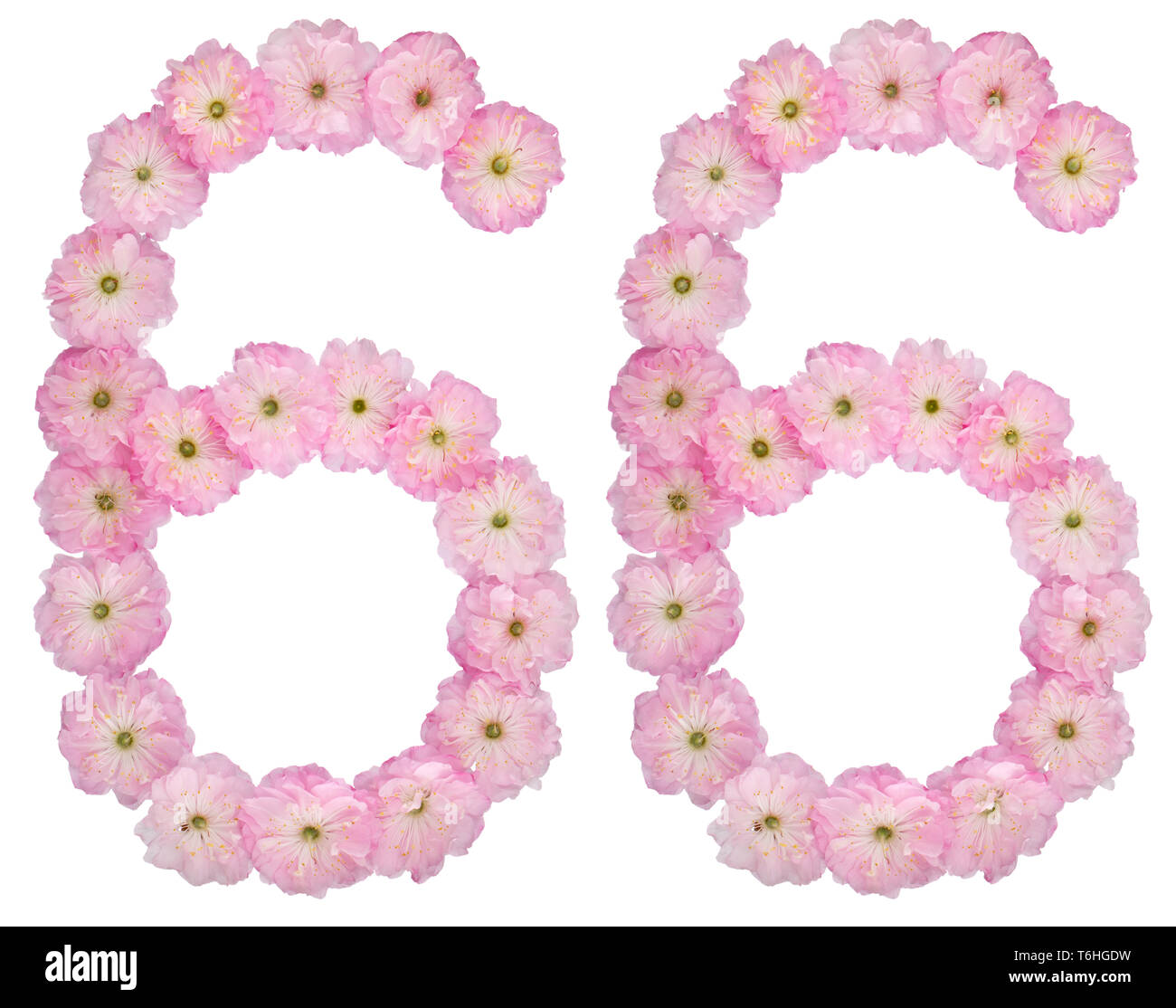 Numeral 66, sixty six, from natural pink flowers of almond tree ...