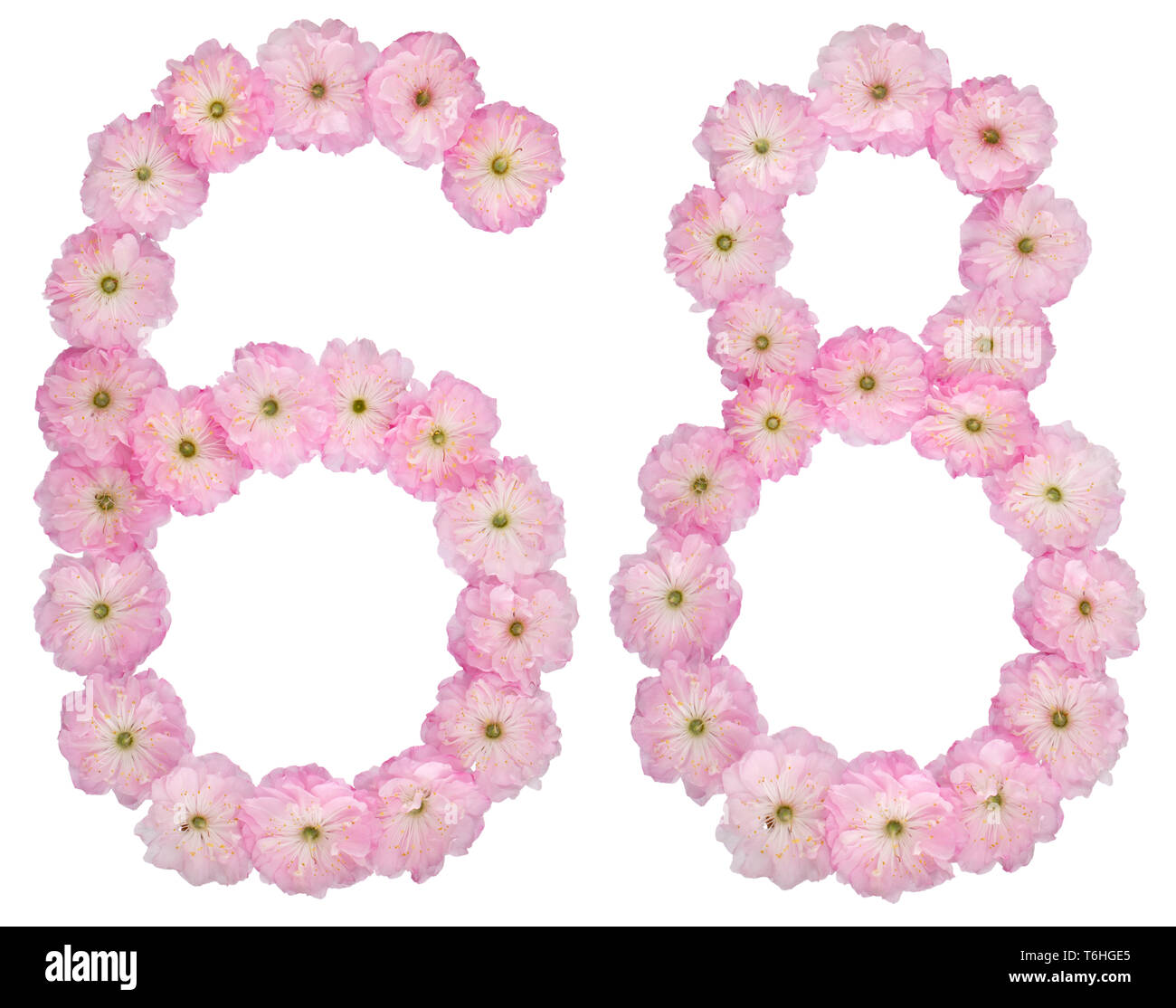 Numeral 68, sixty eight, from natural pink flowers of almond tree ...