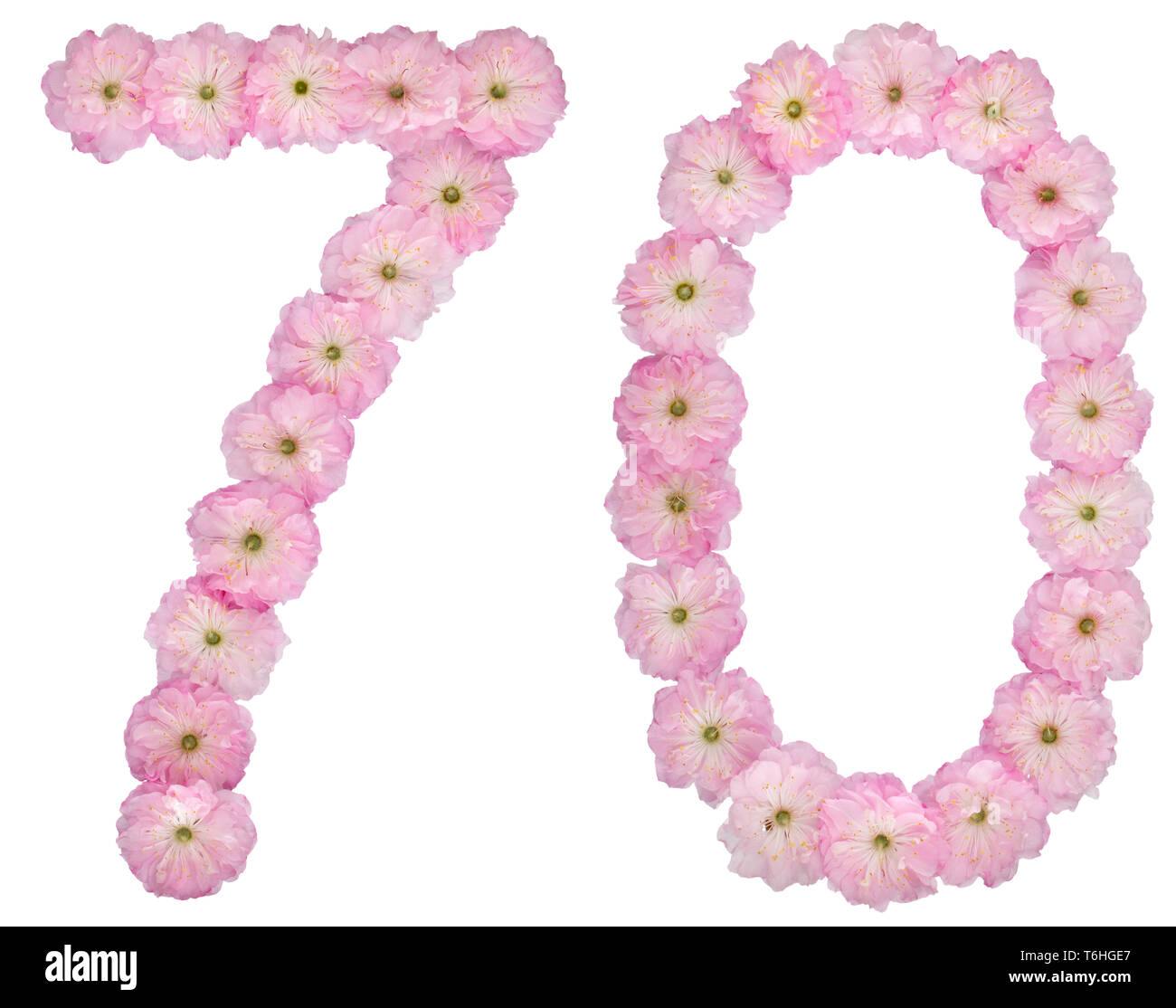Numeral 70, seventy, from natural pink flowers of almond tree, isolated ...