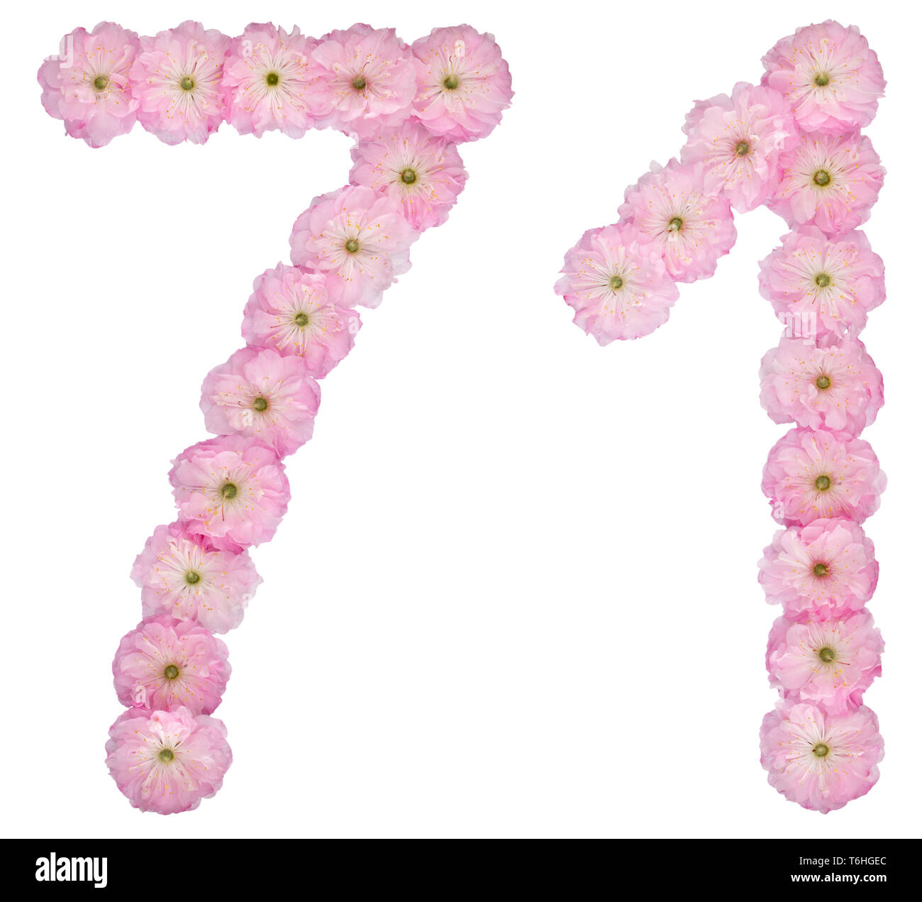 Numeral 71, seventy one, from natural pink flowers of almond tree ...