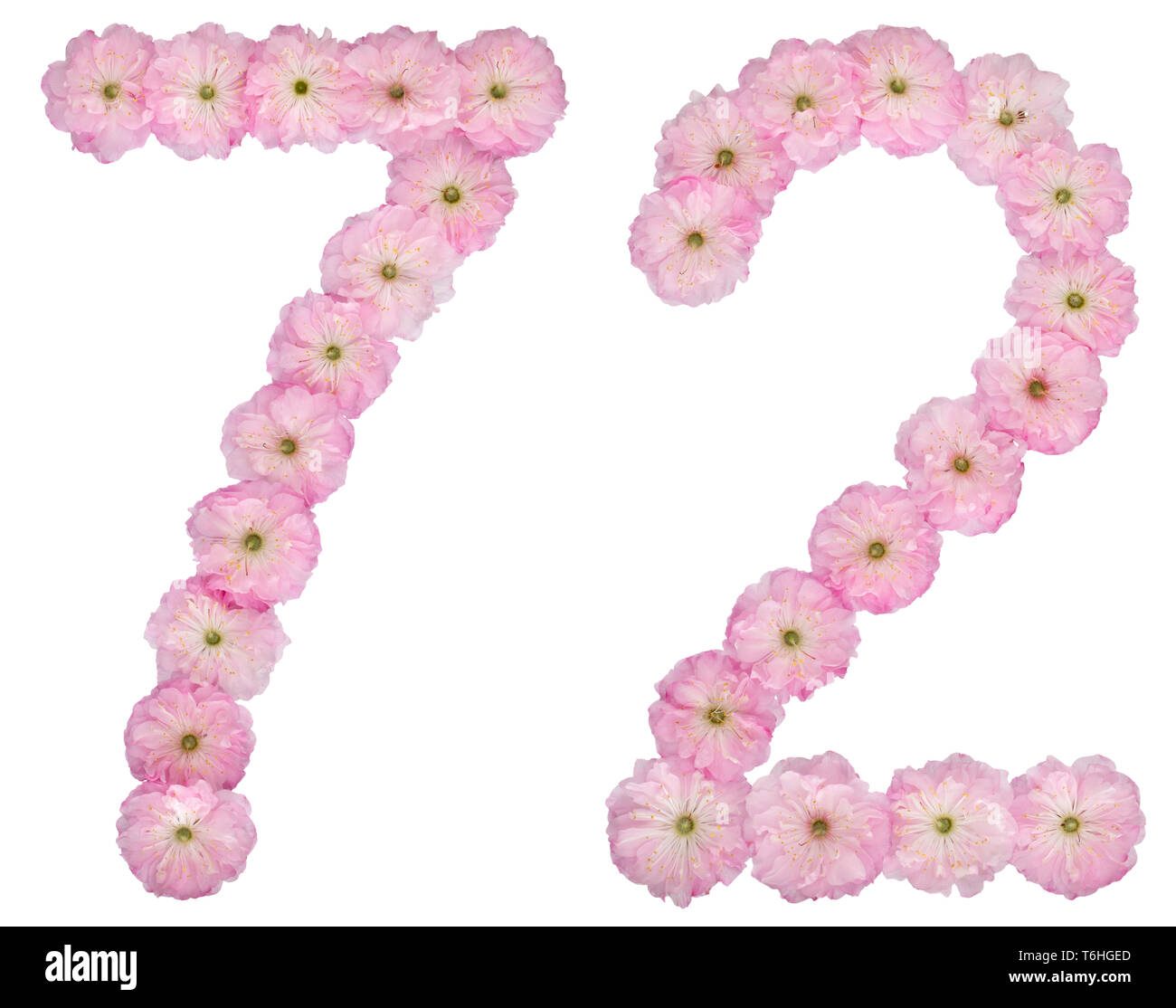 Numeral 72, seventy two, from natural pink flowers of almond tree ...