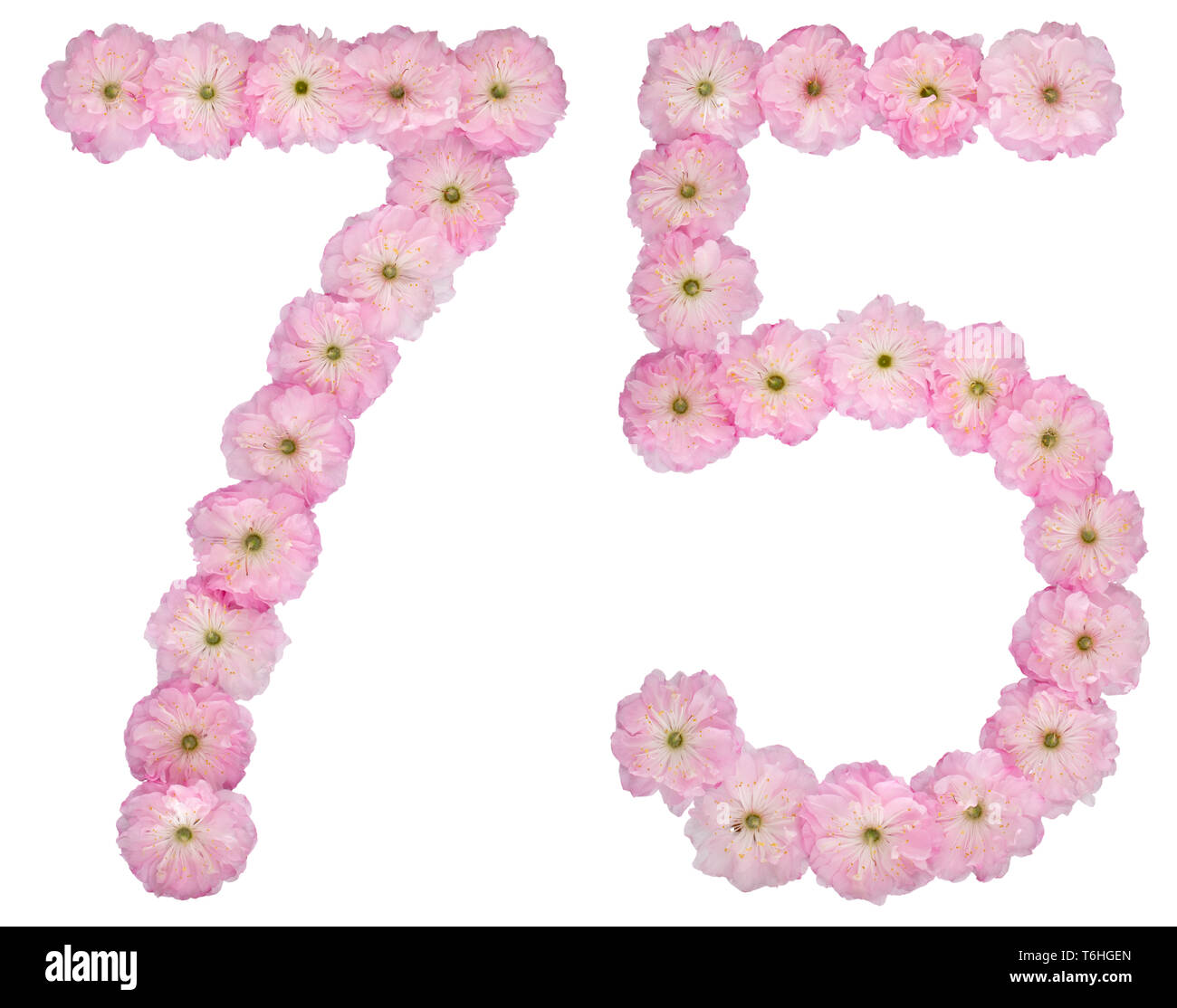 Numeral 75, seventy five, from natural pink flowers of almond tree ...
