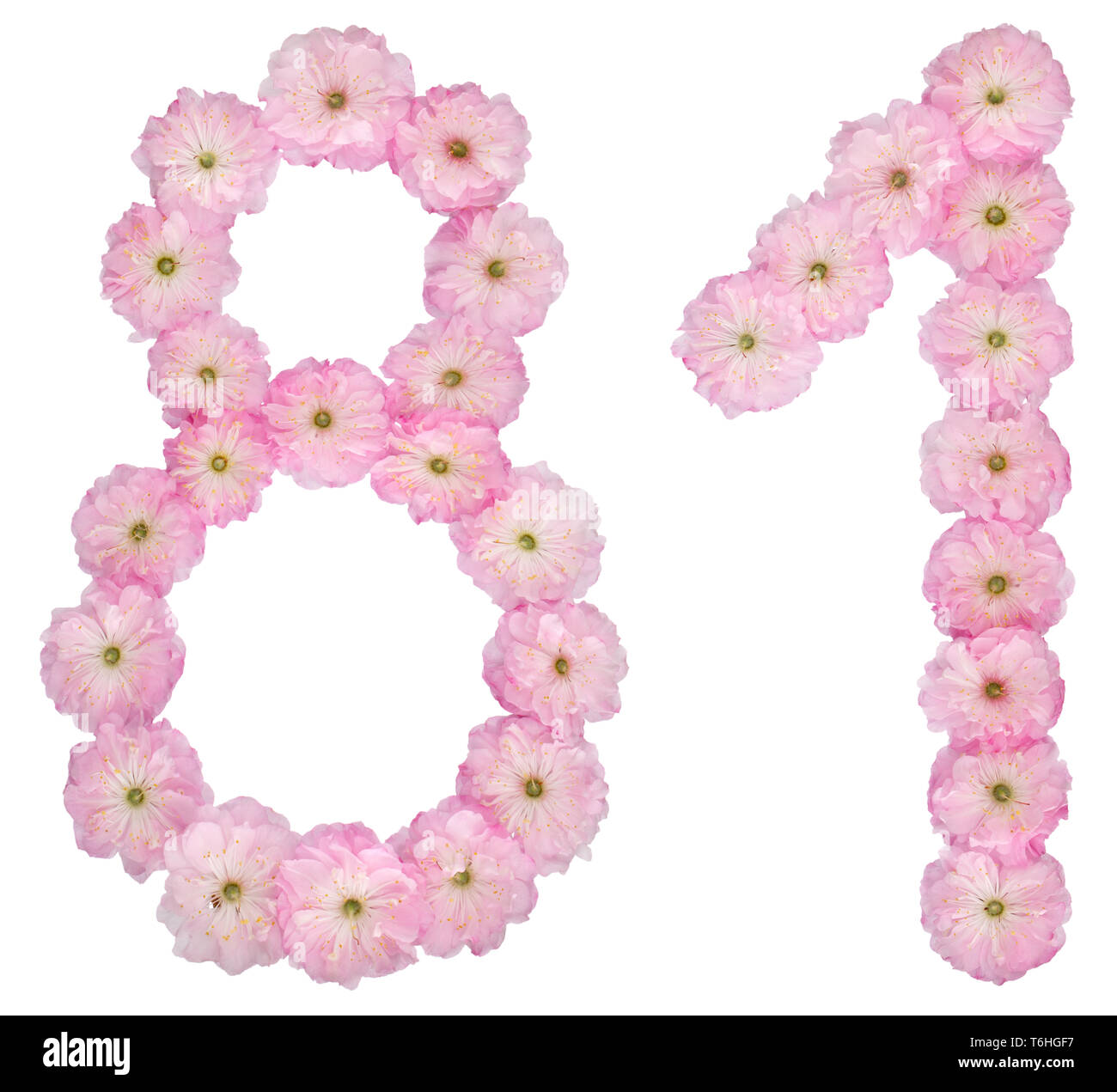 Numeral 81, eighty one, from natural pink flowers of almond tree ...