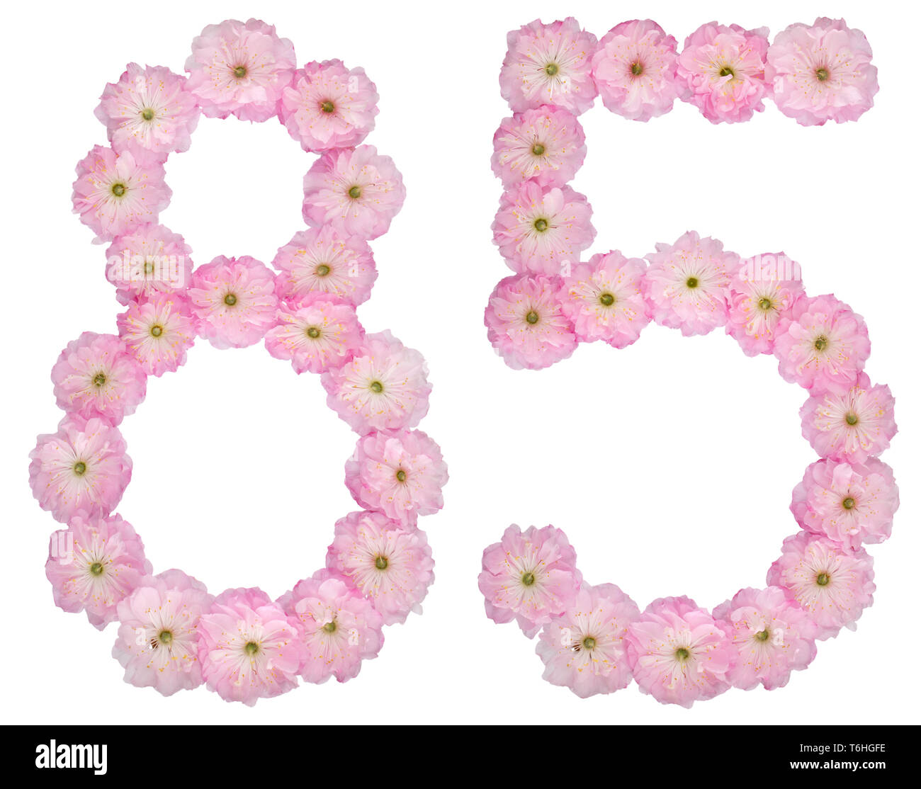Numeral 85, eighty five, from natural pink flowers of almond tree ...