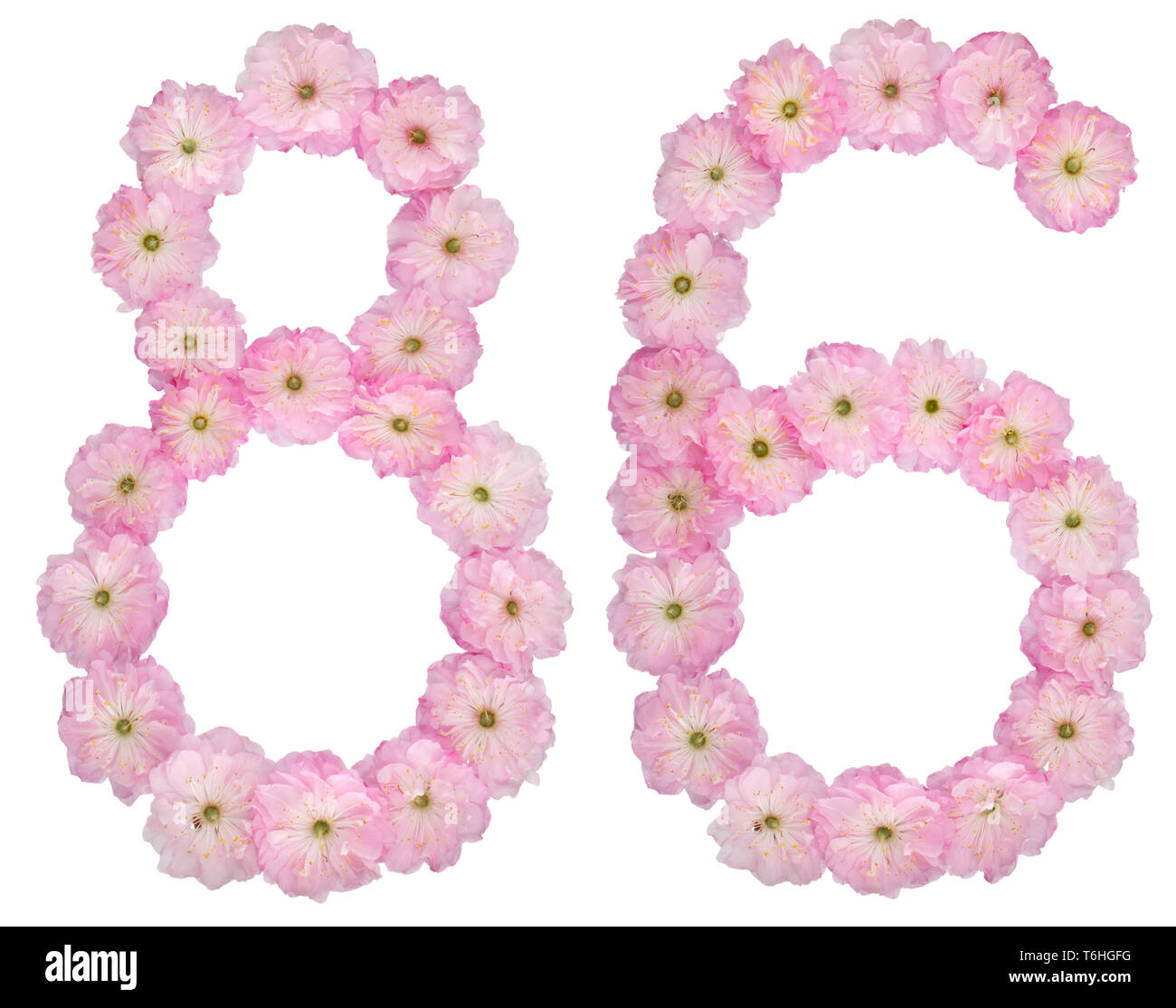 Numeral 86, eighty six, from natural pink flowers of almond tree ...