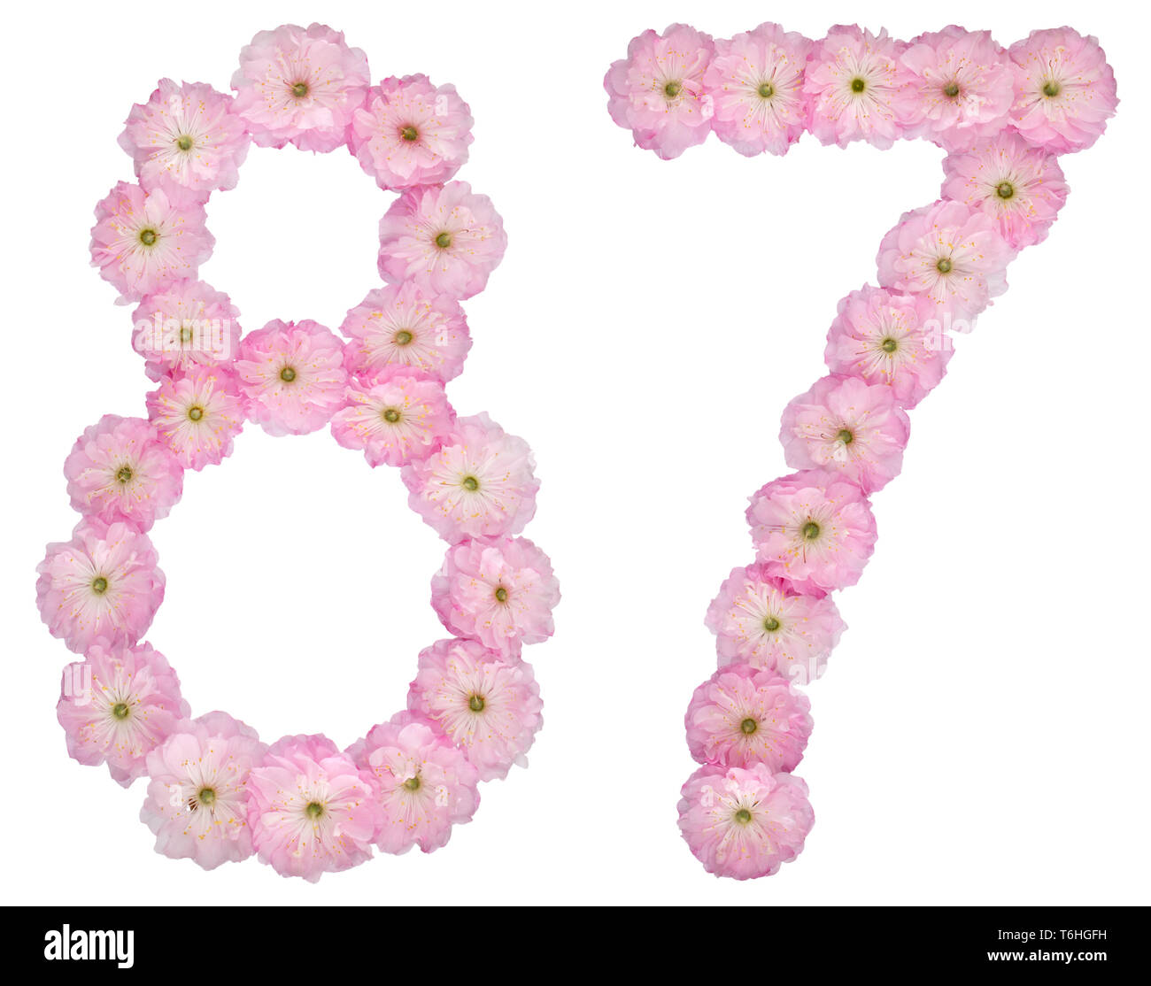 Numeral 87, eighty seven, from natural pink flowers of almond tree ...