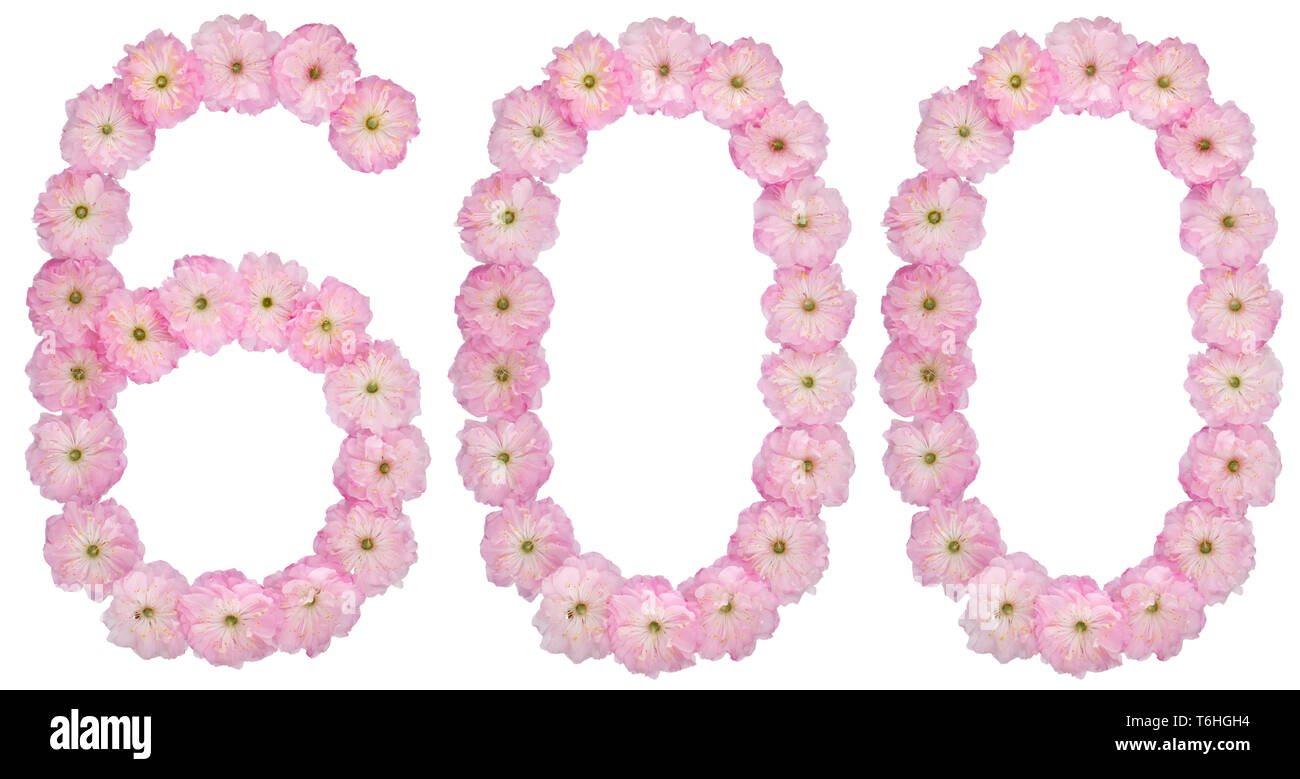 Numeral 600, six hundred, from natural pink flowers of almond tree ...