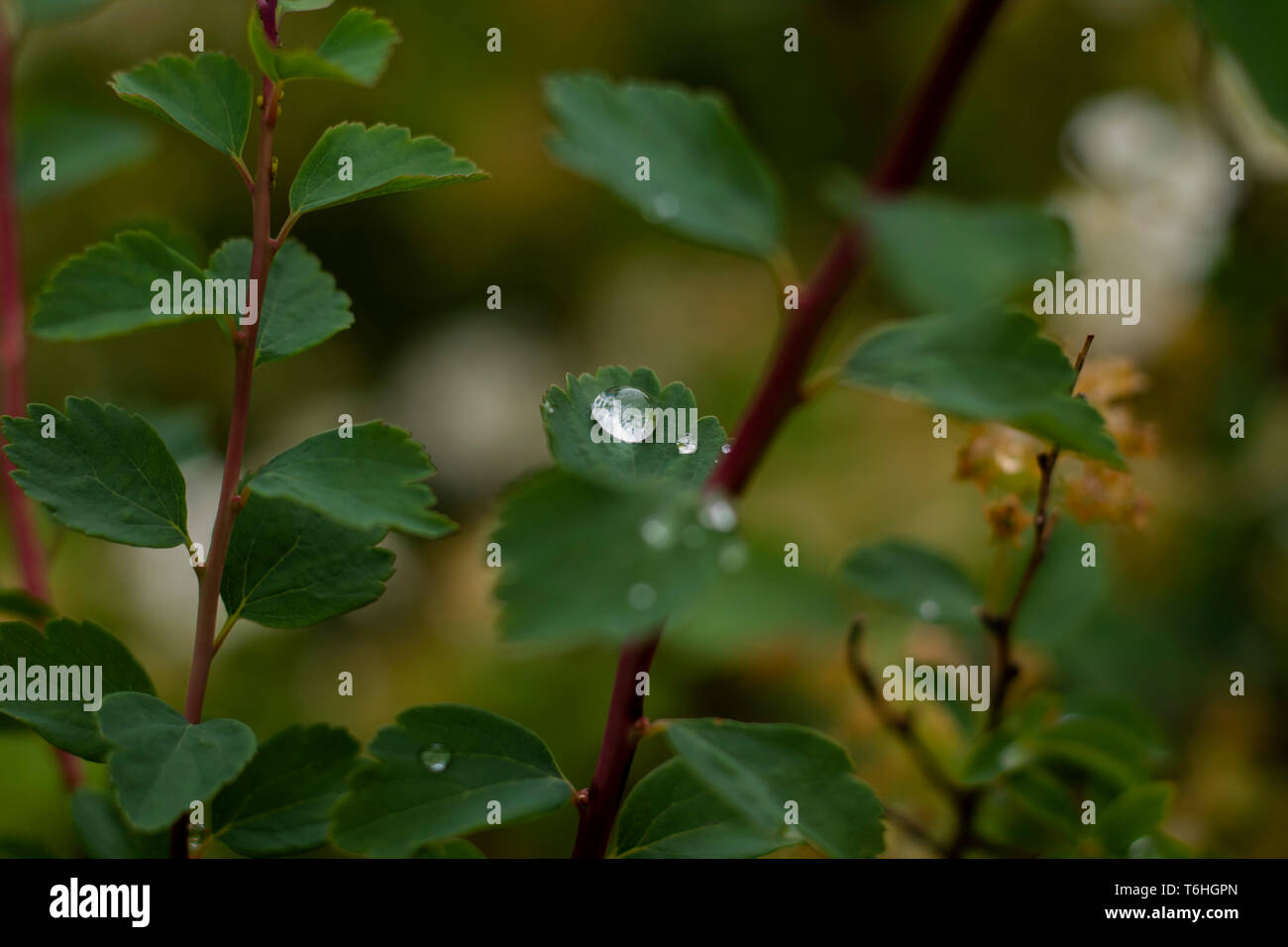 Leaves leaf rain water drop close up hi-res stock photography and ...