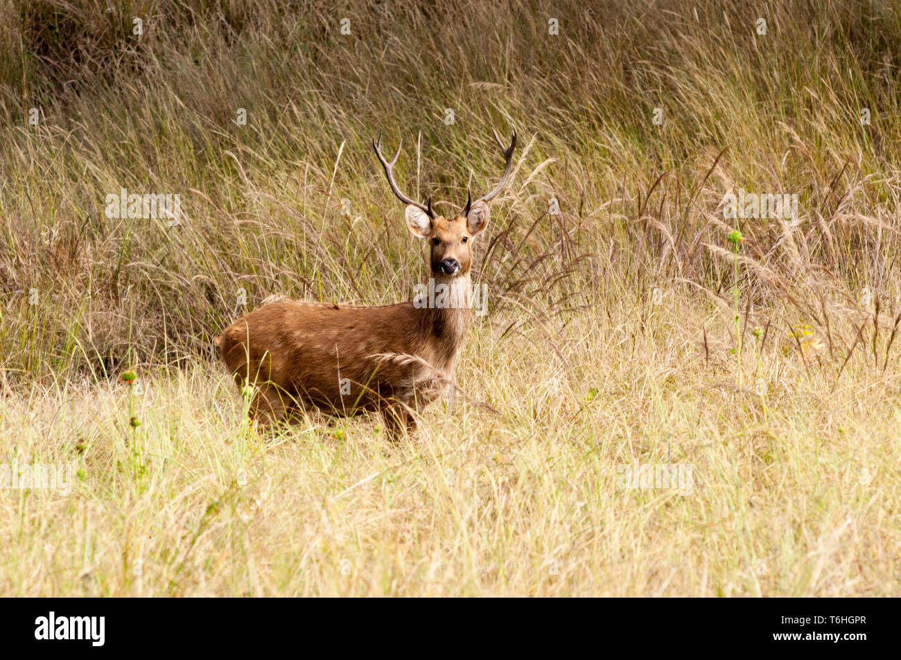 Barasingha in kanha forest hi-res stock photography and images - Alamy