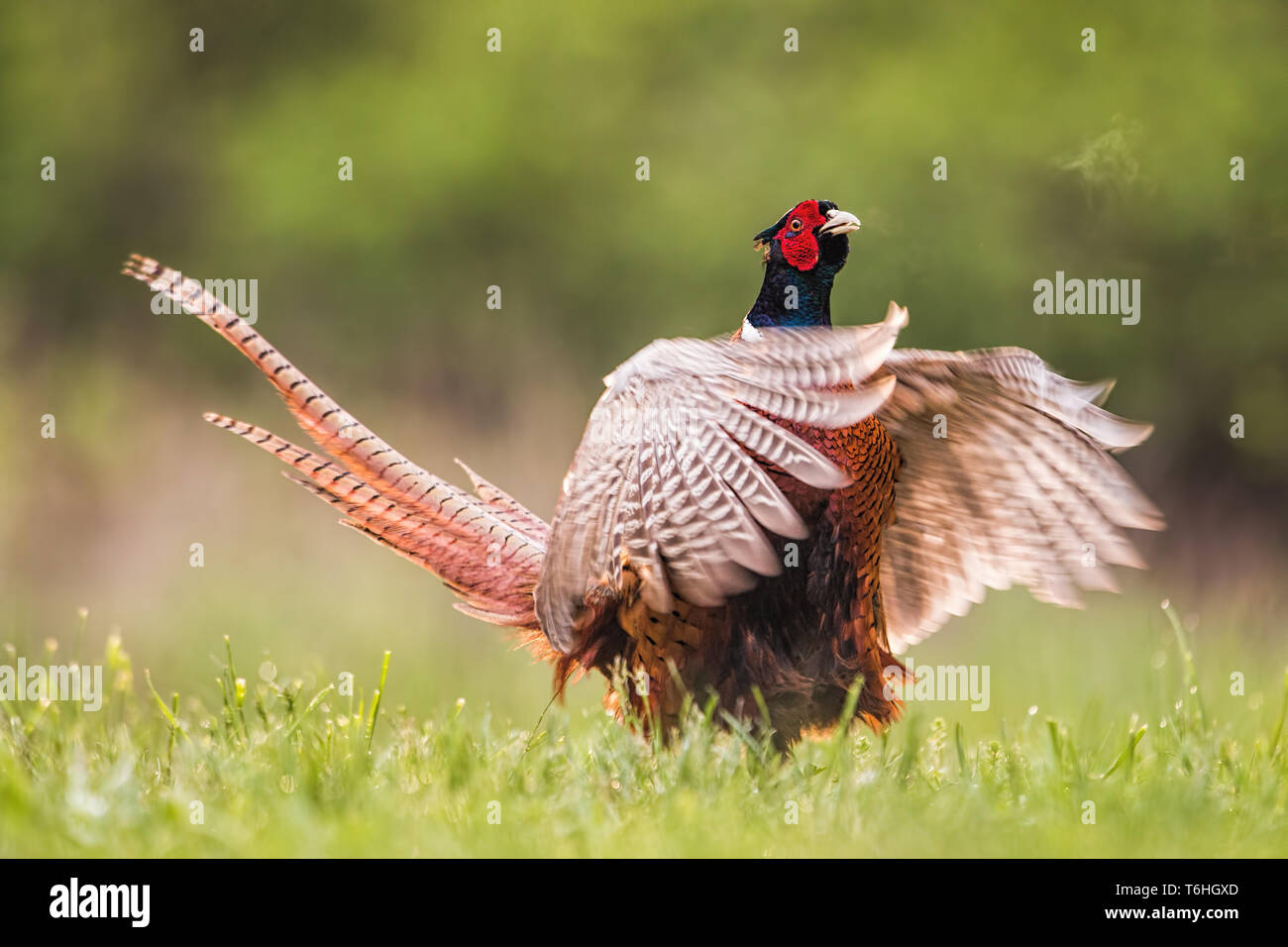 Common pheasant male calling during breeding season Stock Photo - Alamy