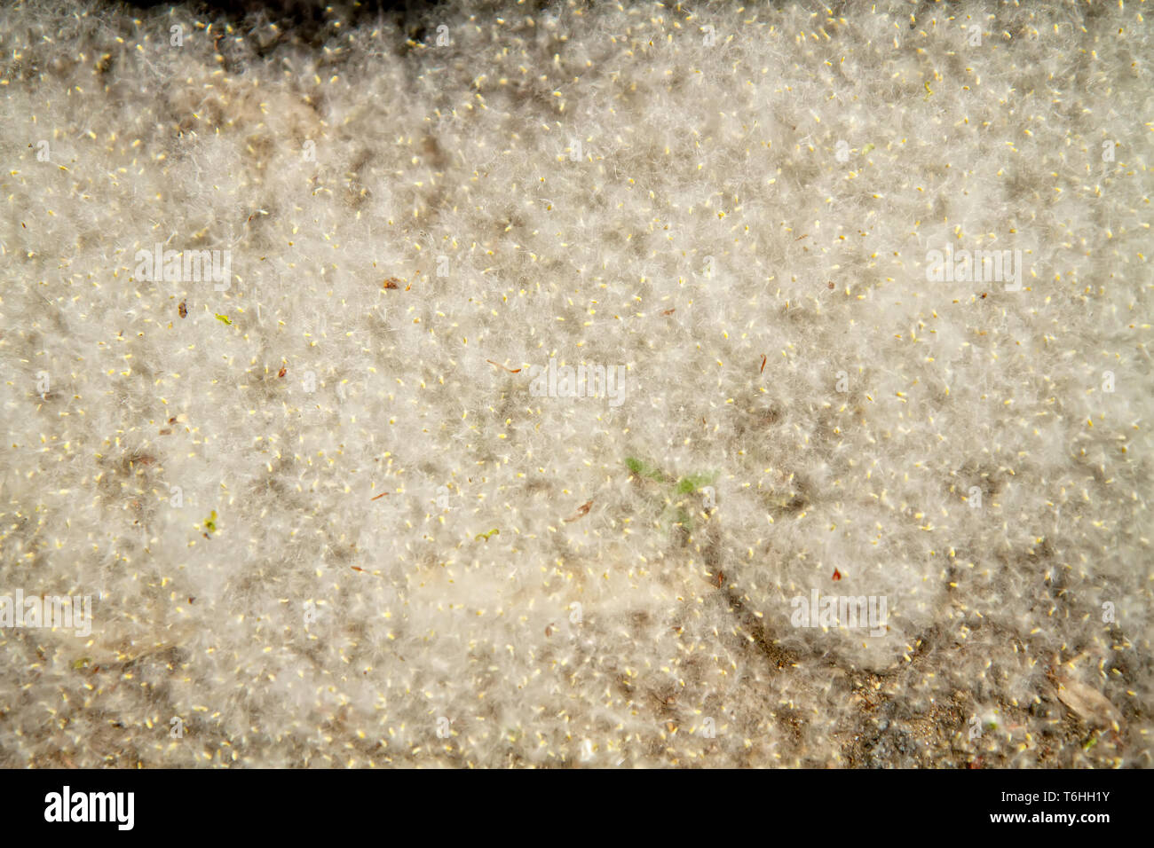 allergenic spring seeds of poplar fluff lying on the ground Stock Photo ...
