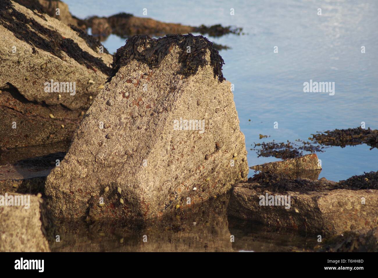 Carboniferous Sandstone Exposed along the Fife Coast. Scotland, UK ...