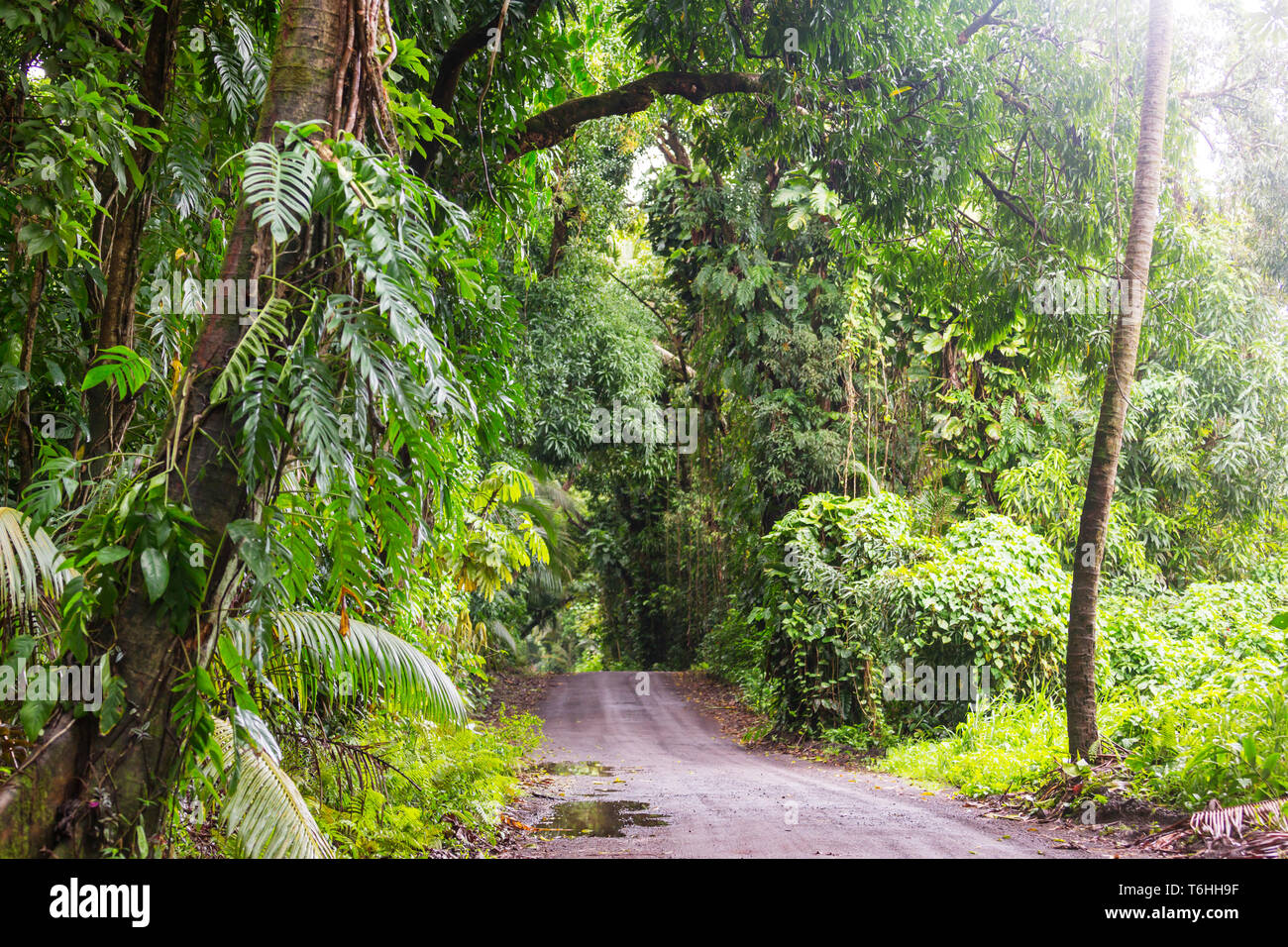Road in jungle Stock Photo - Alamy