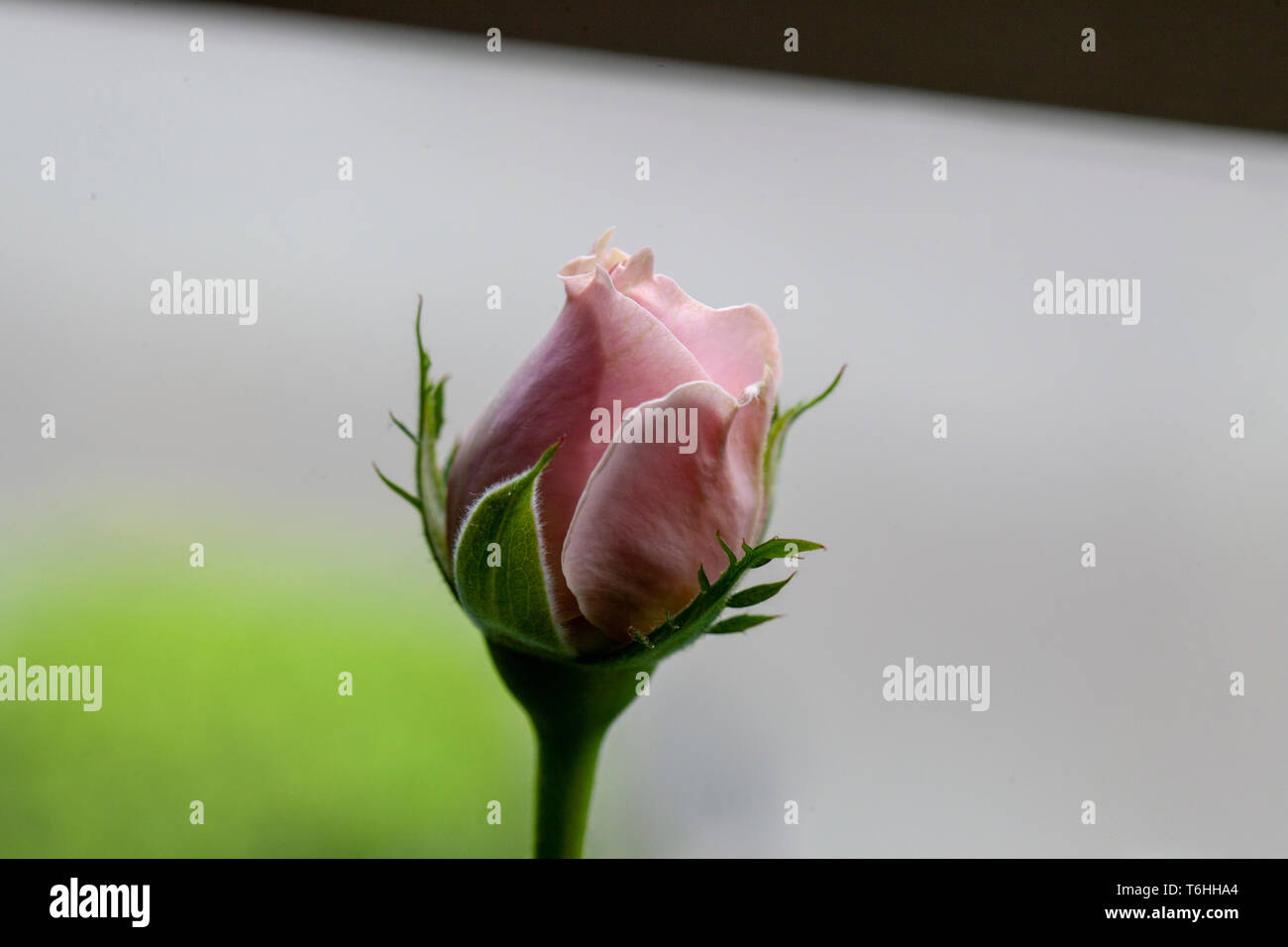 dusky pink rose Stock Photo - Alamy