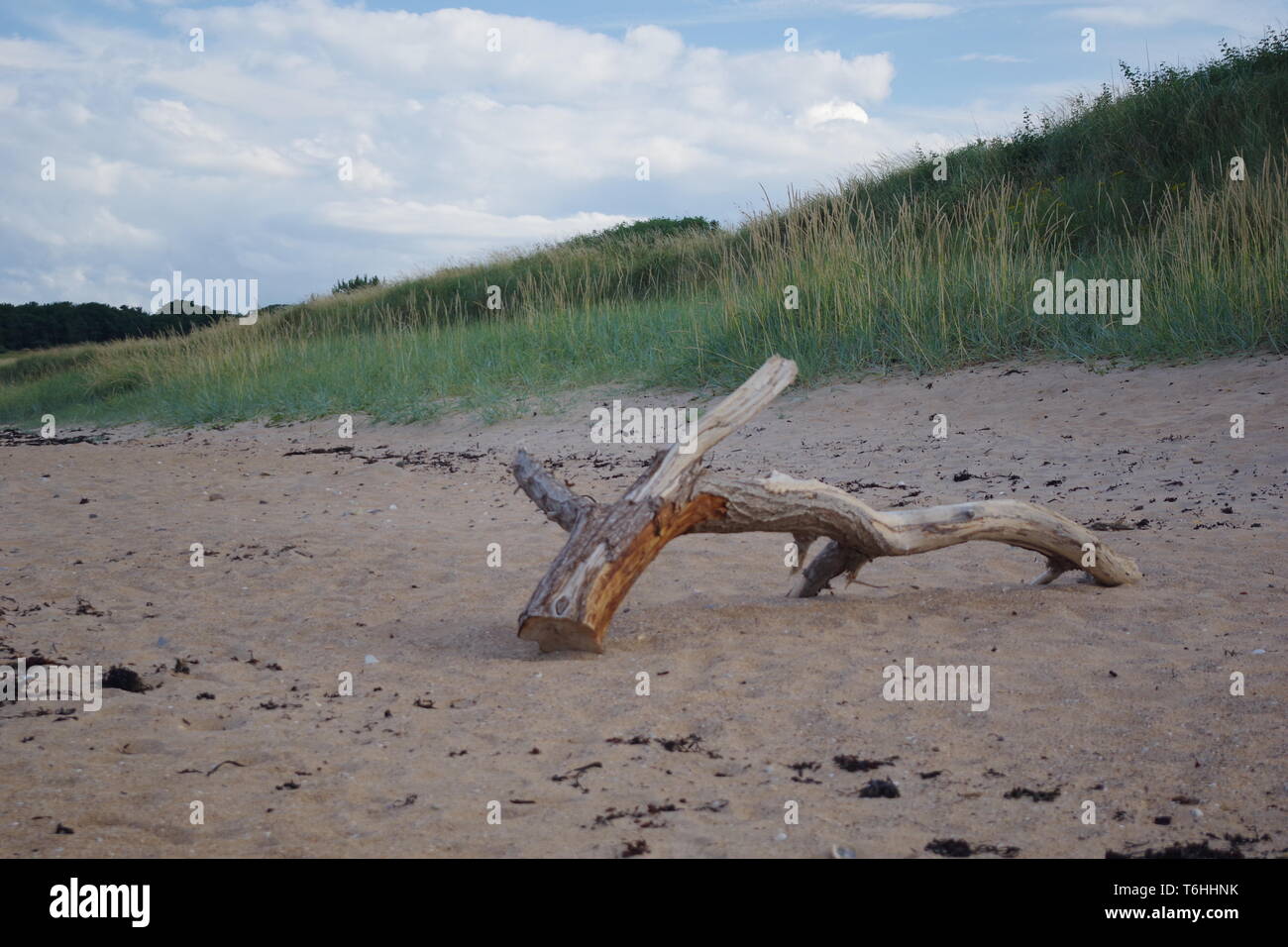 Driftwood Log on Kingsbarns Beach on a Summer Evening. Intimate ...