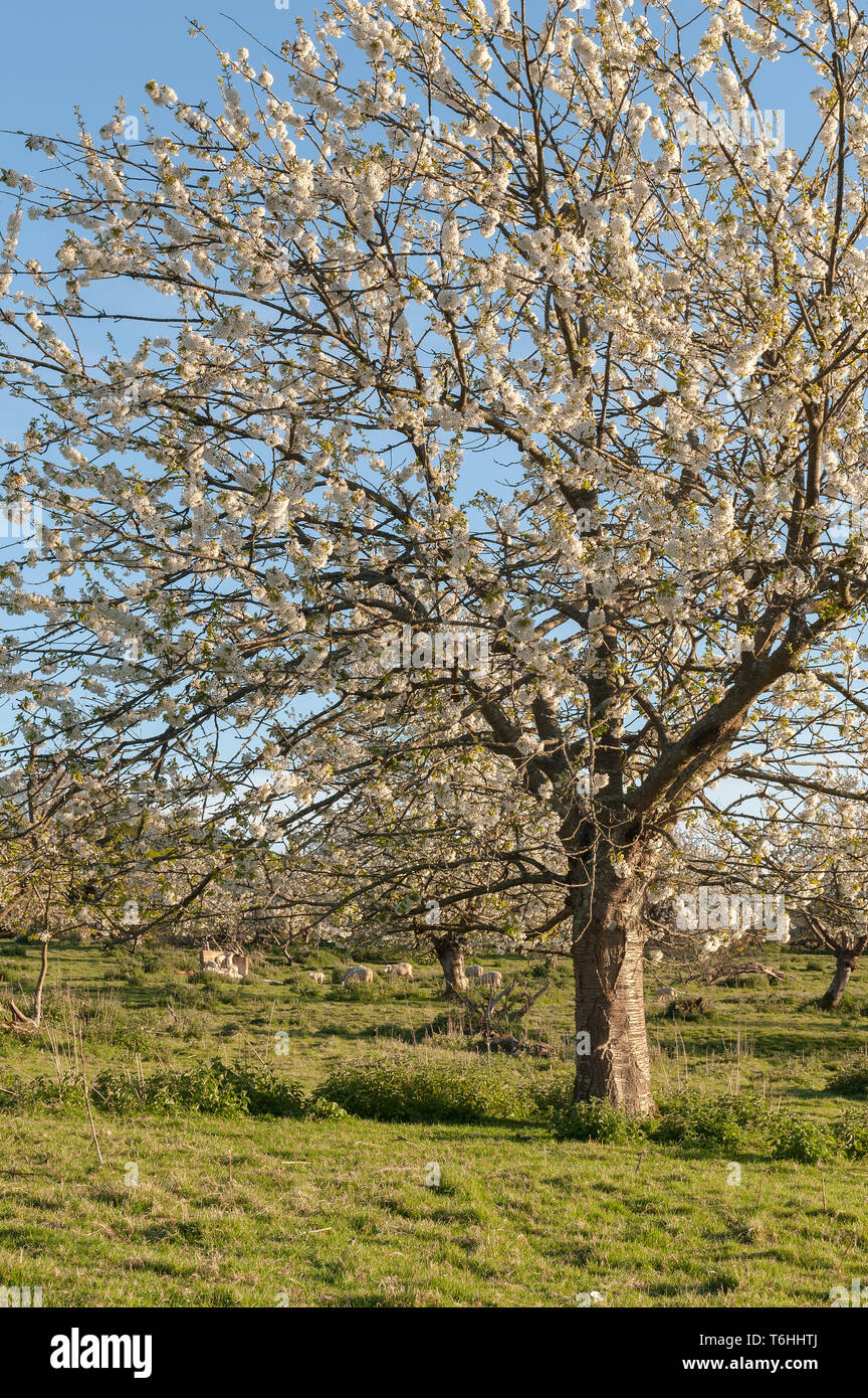 Old Cherry Orchard farm planted approx 1940's now unharvested and ...
