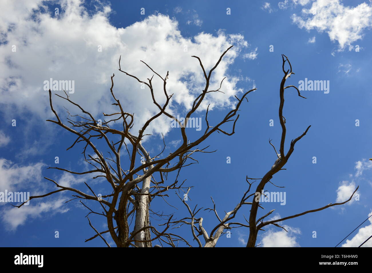 A Dead Tree in the forest with blue sky background Stock Photo - Alamy