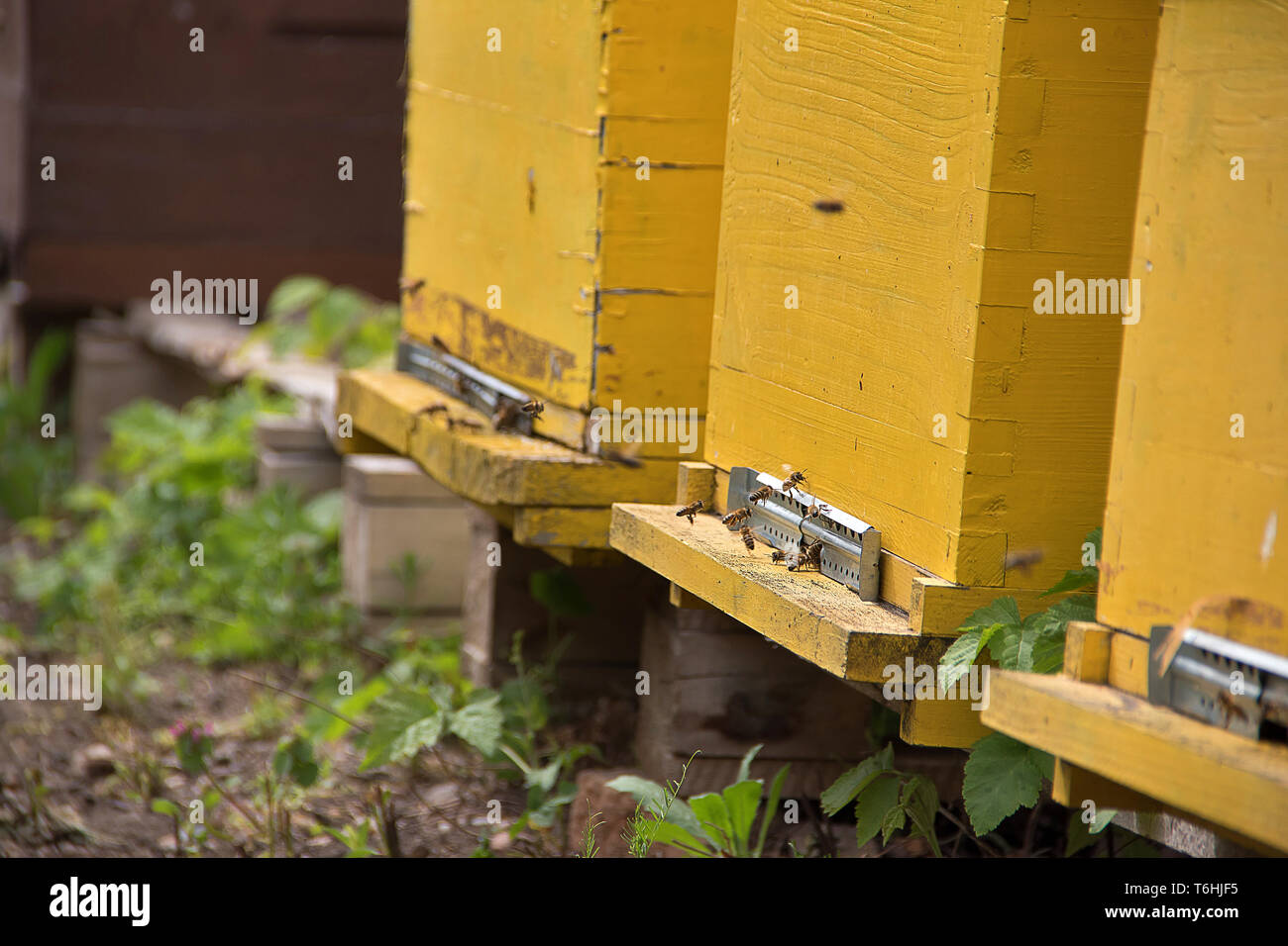 Bee farm at the country side near Belgrade. Serbia Stock Photo - Alamy