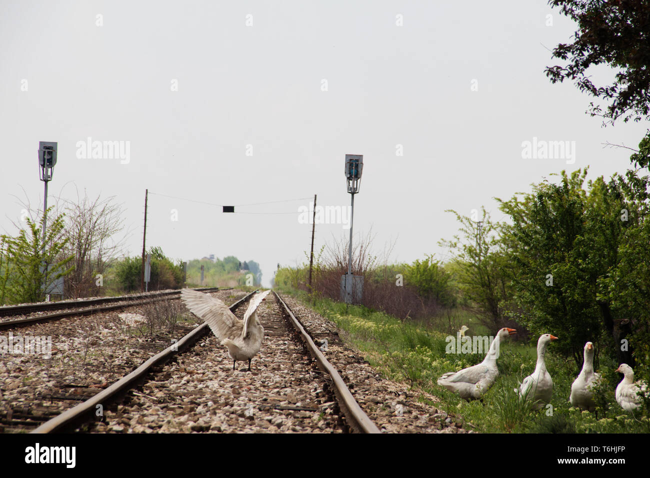 A domestic goose carefully crosses the train-rail, navigating the ...