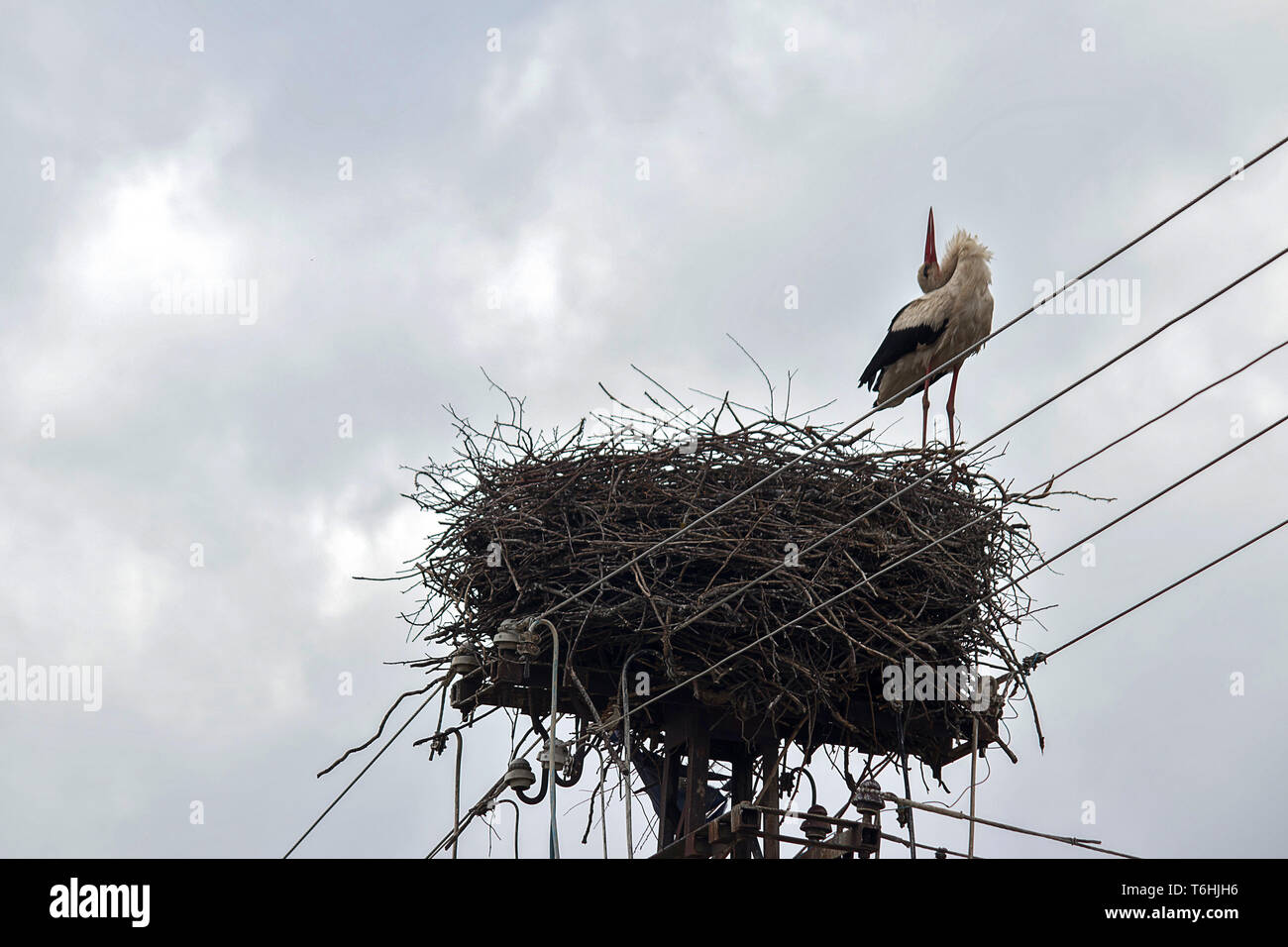 Mother Stork protecting her nest made on electrical pole in Melenci ...