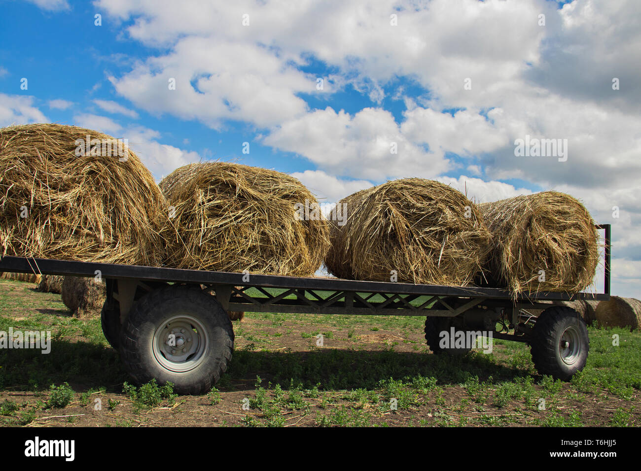 Hay rolls in the fields of Serbia are ready for transport, with some ...