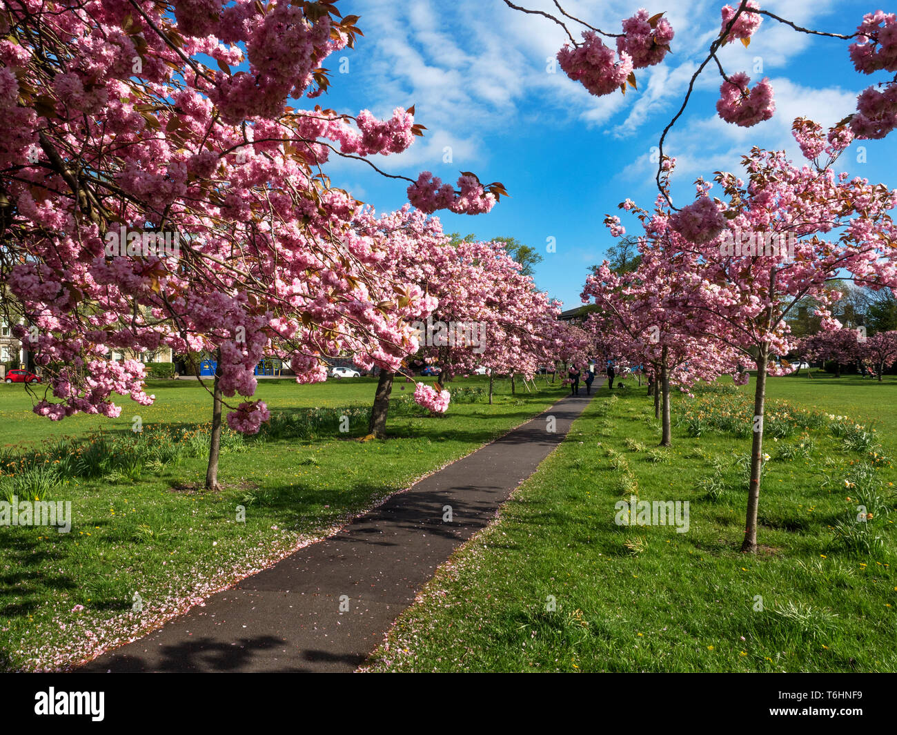 Cherry trees north yorkshire hi-res stock photography and images - Alamy