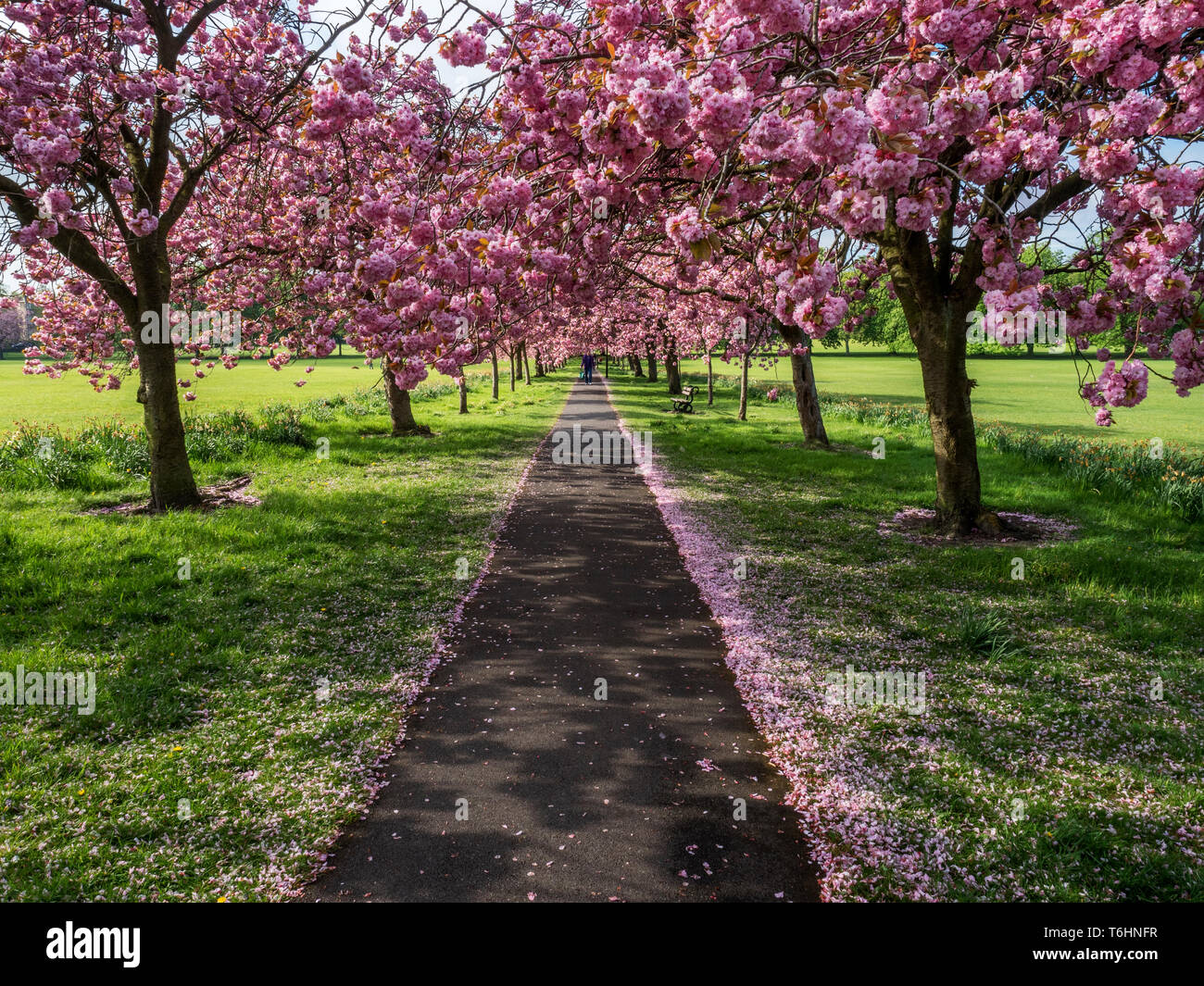 Avenue blossom cherry cherry hi-res stock photography and images - Alamy