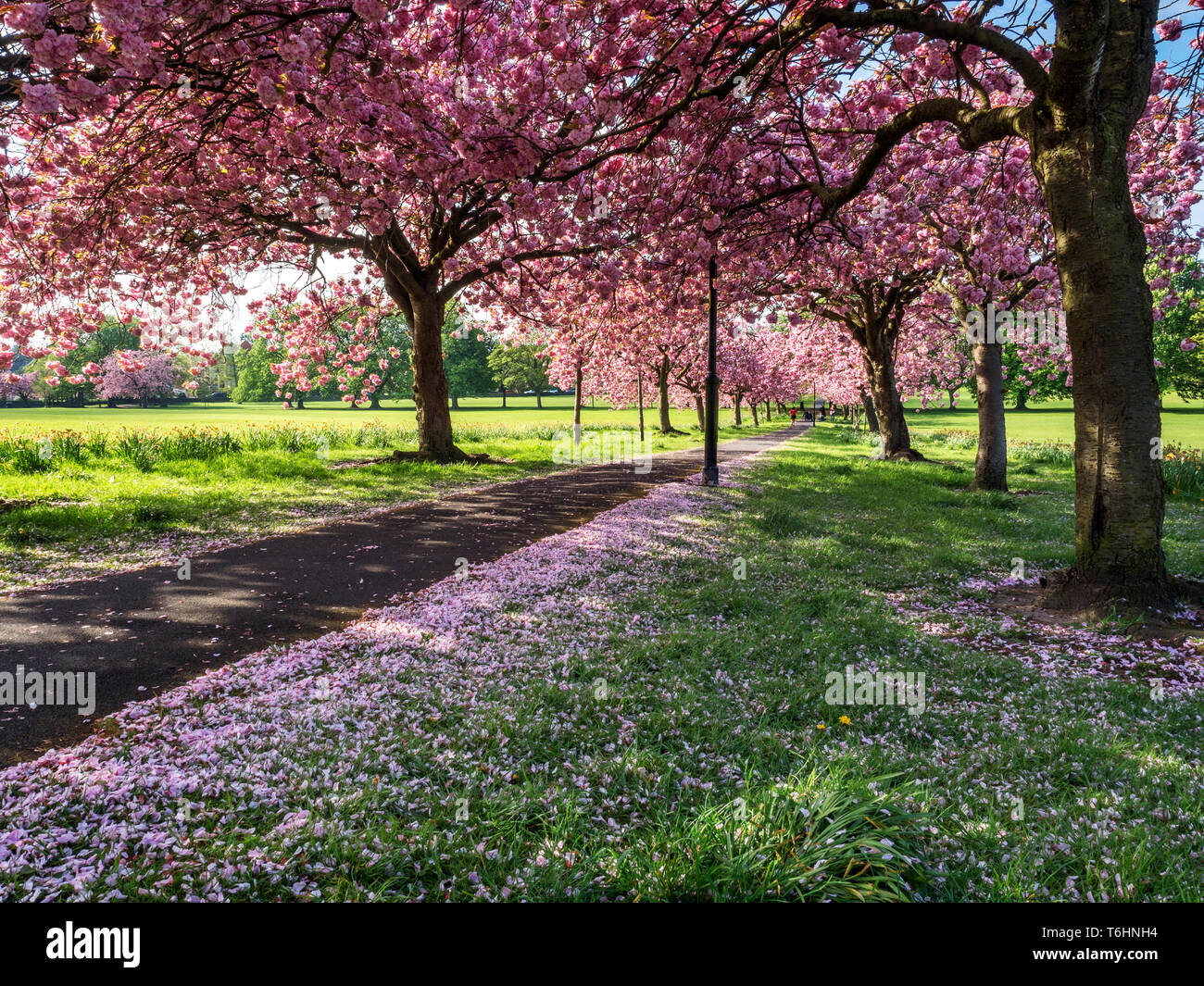 Cherry blossom harrogate hi-res stock photography and images - Alamy