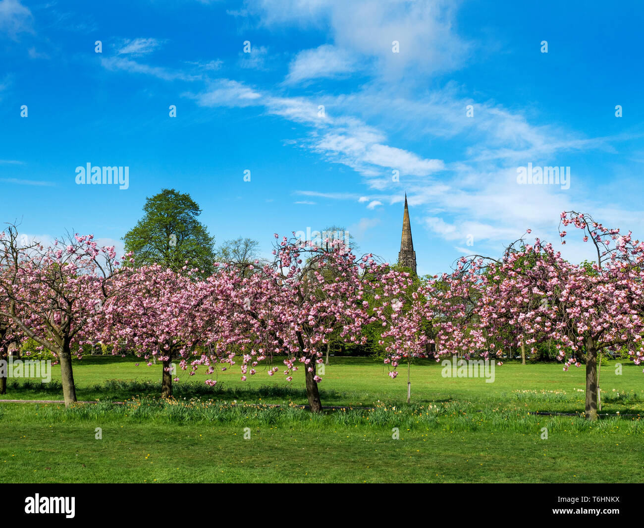 Cherry Blossom in Spring on The Stray with the spire of Trinity ...