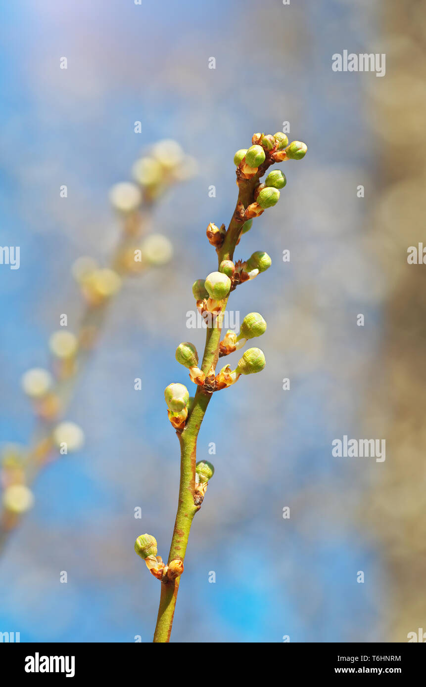 Spring bud. Composition of nature Stock Photo - Alamy