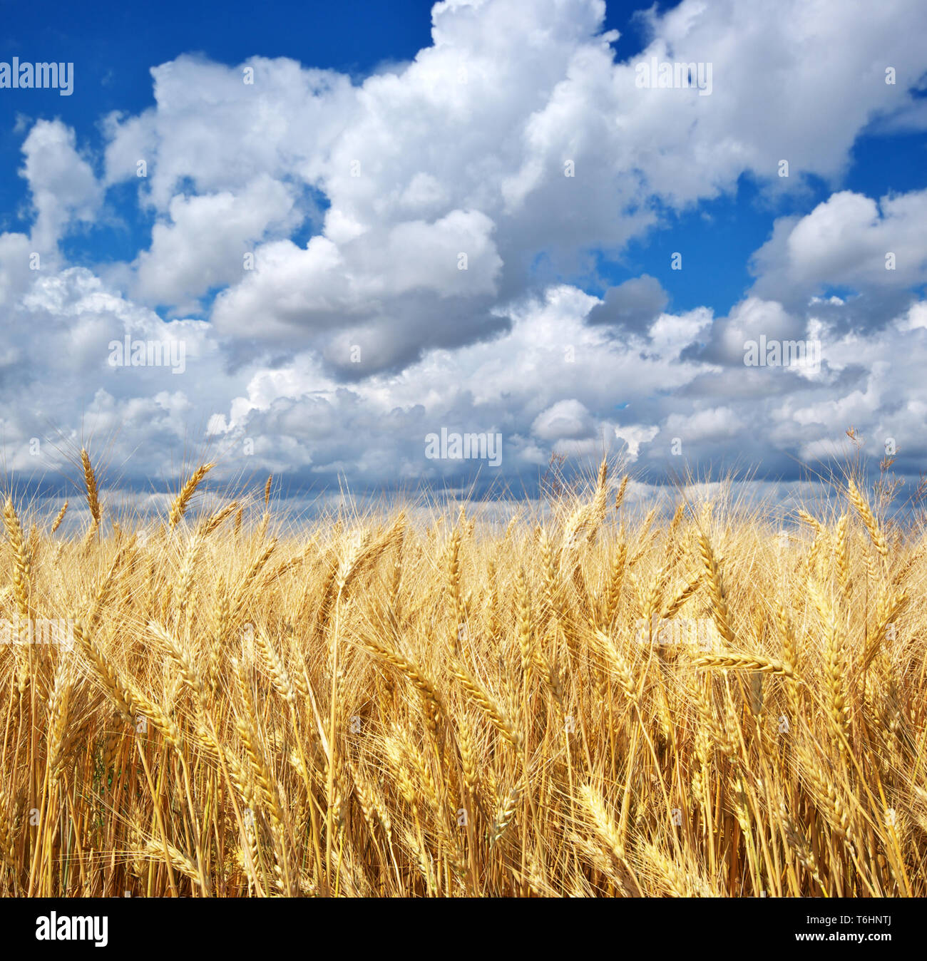 Meadow of wheat. Nature composition Stock Photo - Alamy