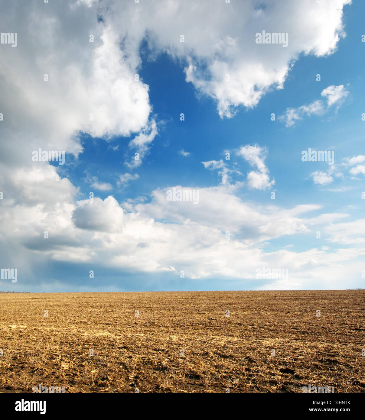 Dry meadow. Composition of nature Stock Photo - Alamy
