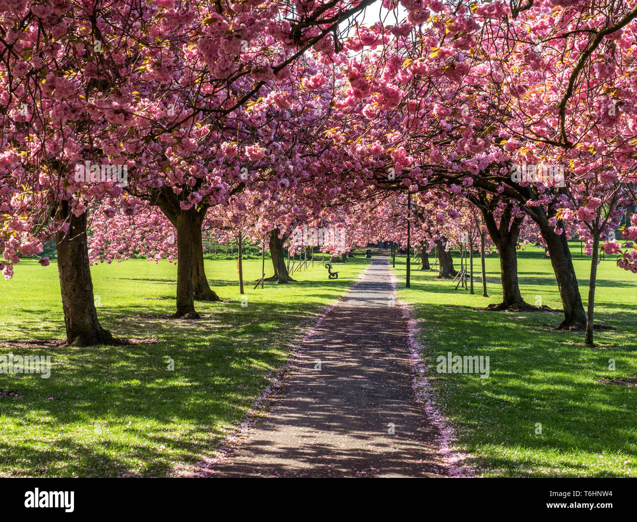 Path through Cherry Blossom in Spring on The Stray at Harrogate North ...