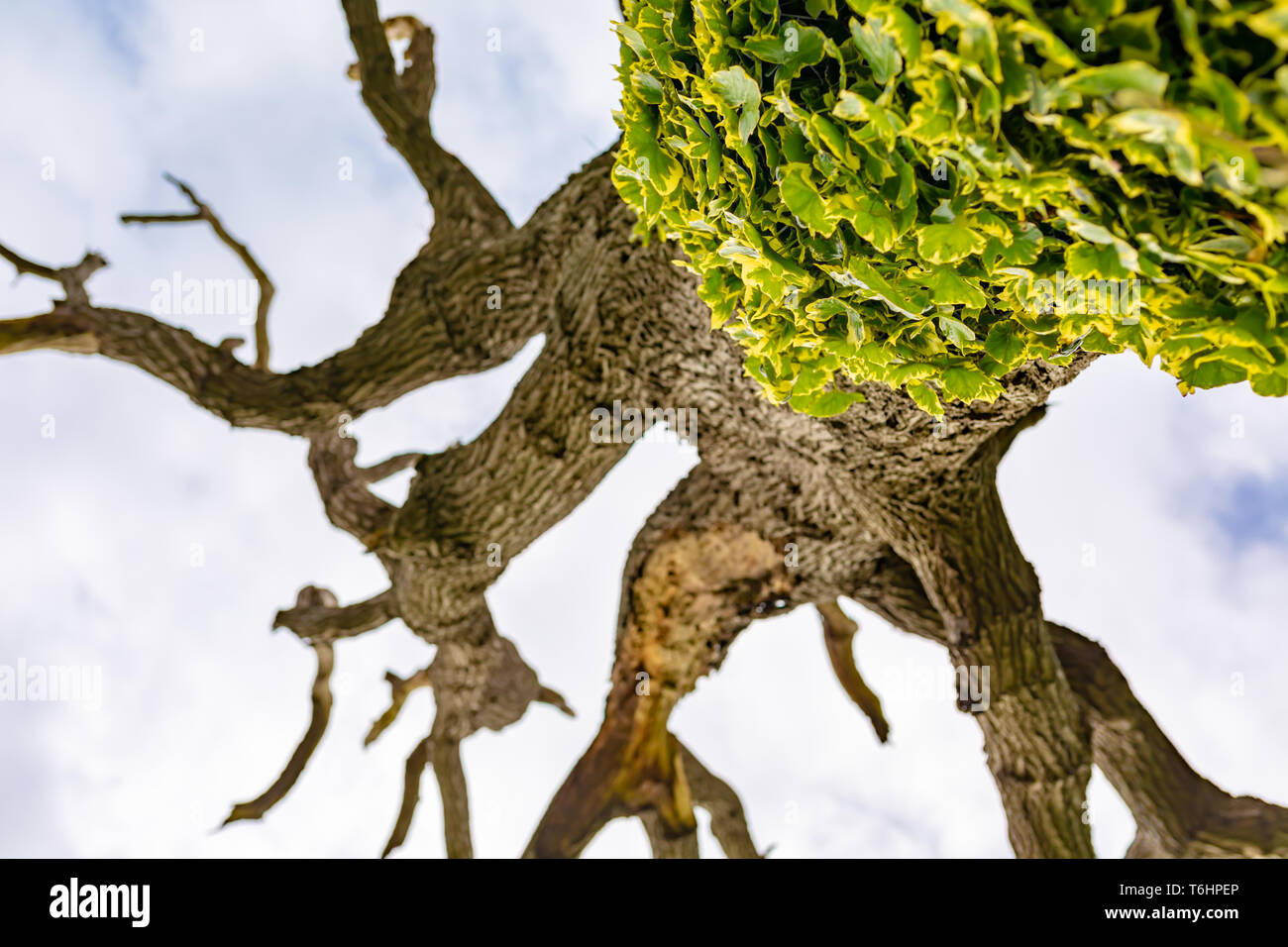 Creative colour photograph of dead rotting tree with only Ivy in focus ...
