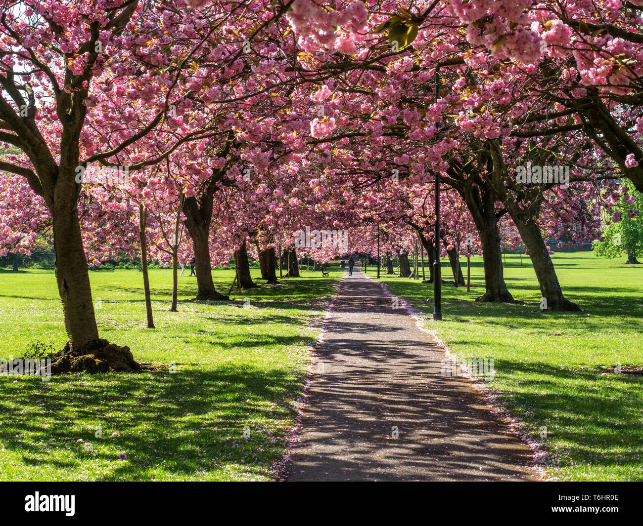 Cherry Blossom in Spring on The Stray at Harrogate North Yorkshire ...