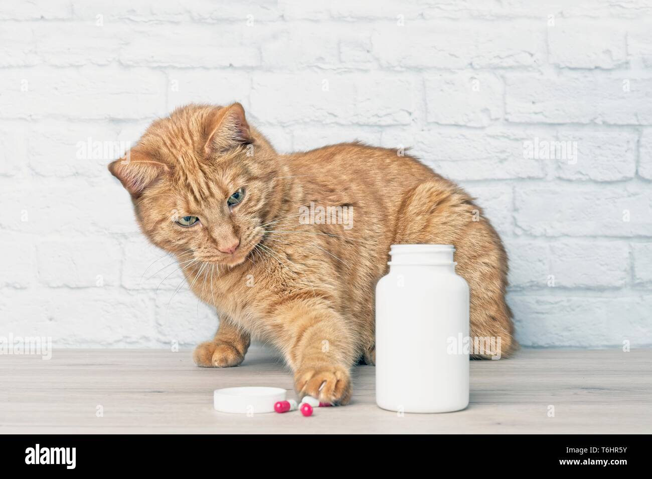 Cat pill bottle hi-res stock photography and images - Alamy