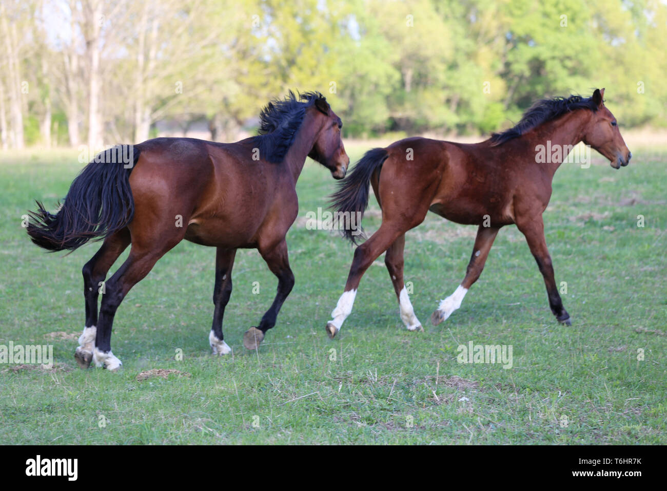 Two young animals play together in the grass hi-res stock photography ...
