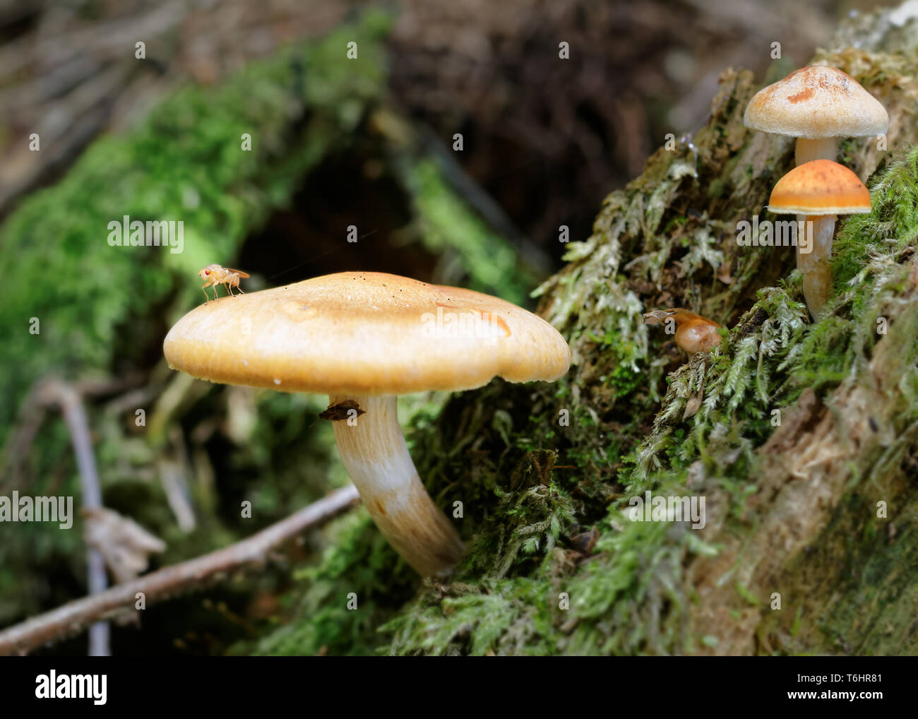 Autumn mood - closeup of an insect on a mushroom, further mushrooms ...