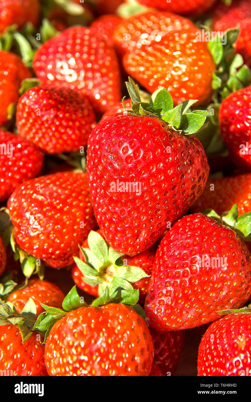 Close up freshly harvested strawberries hi-res stock photography and ...