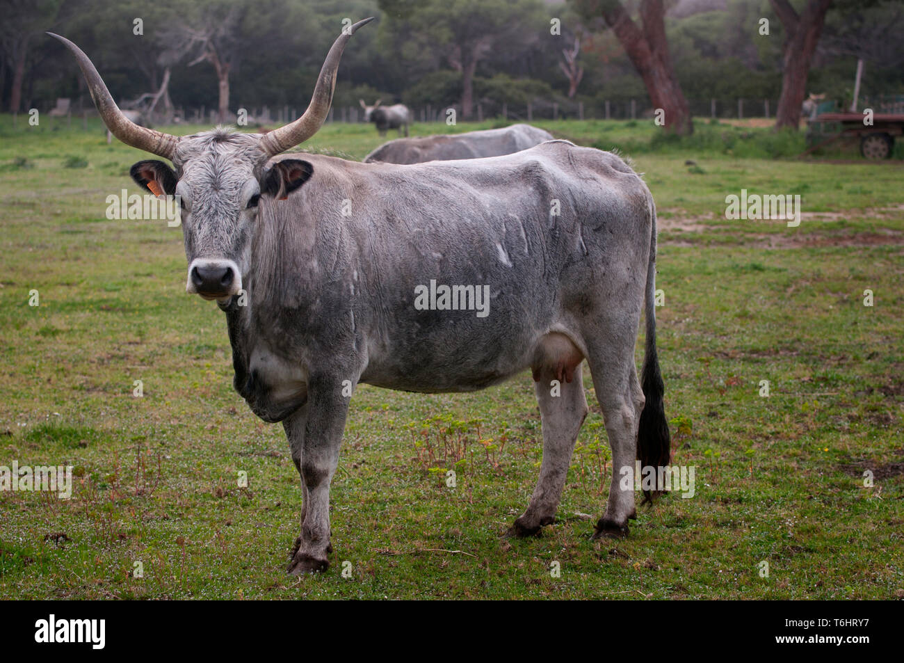 Vacca maremmana hi-res stock photography and images - Alamy