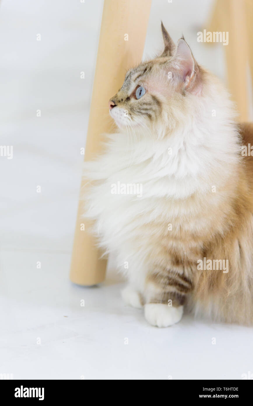 American Curl cat looking outside Stock Photo - Alamy