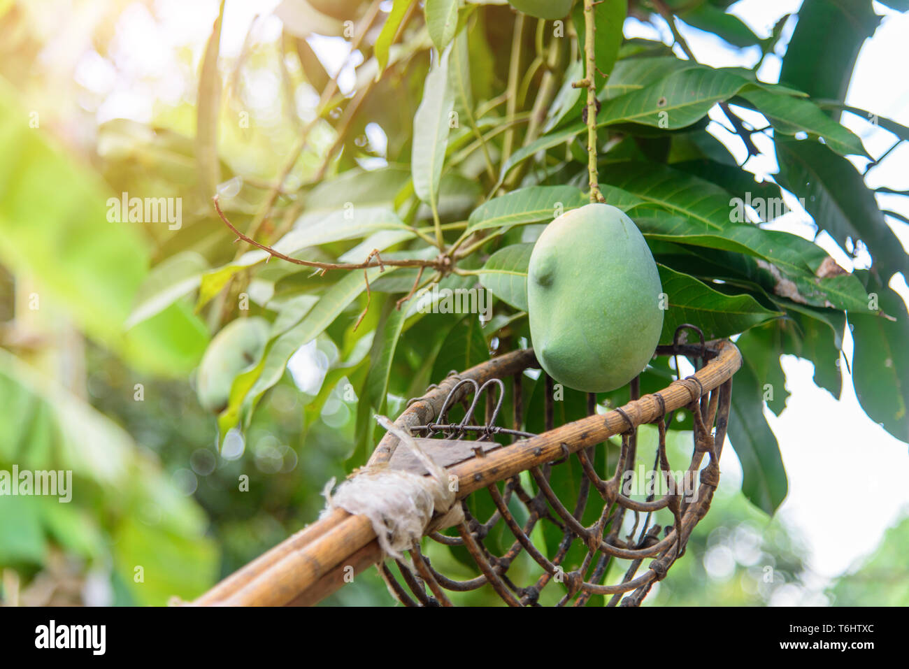 Use long-handled fruit-picker for get green mango on tree Stock Photo ...