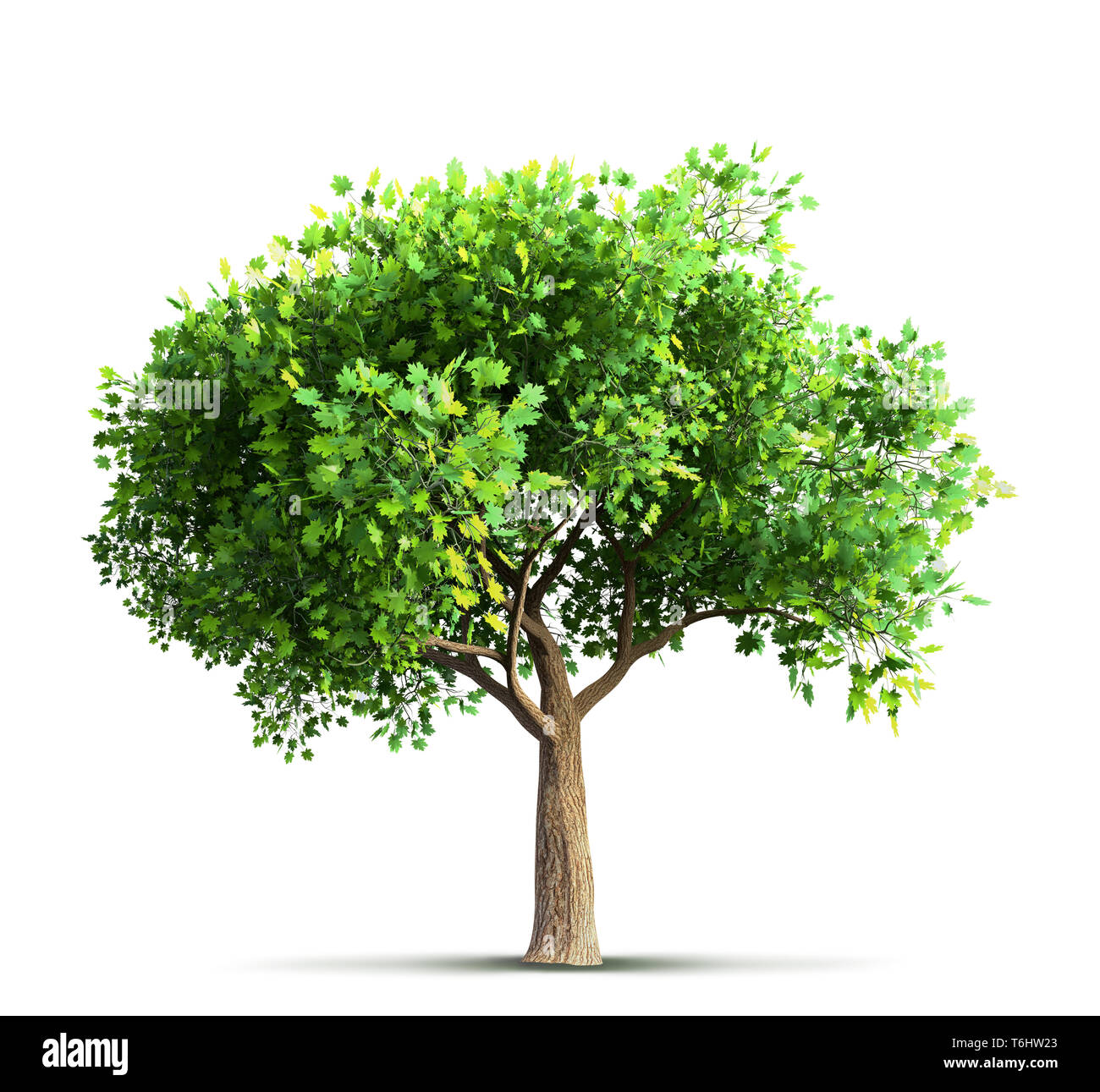 maple tree isolated Stock Photo - Alamy